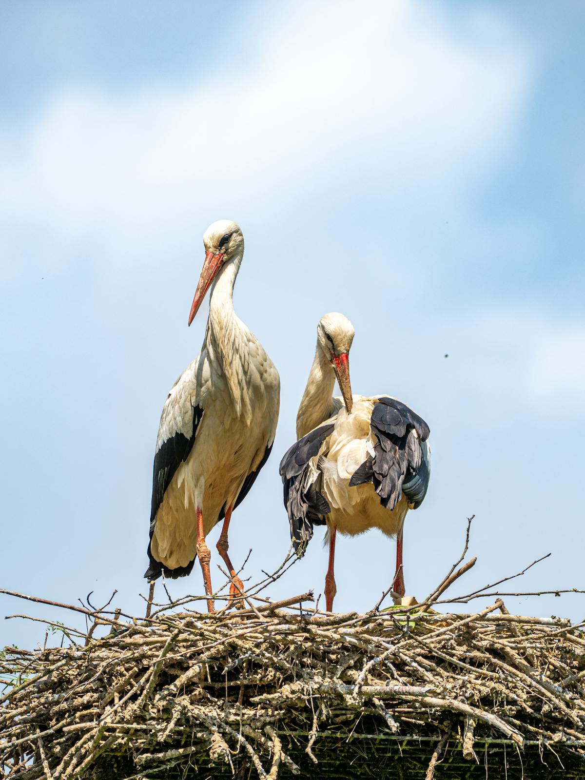 Stork Photos, Download The BEST Free Stork Stock Photos & HD Images