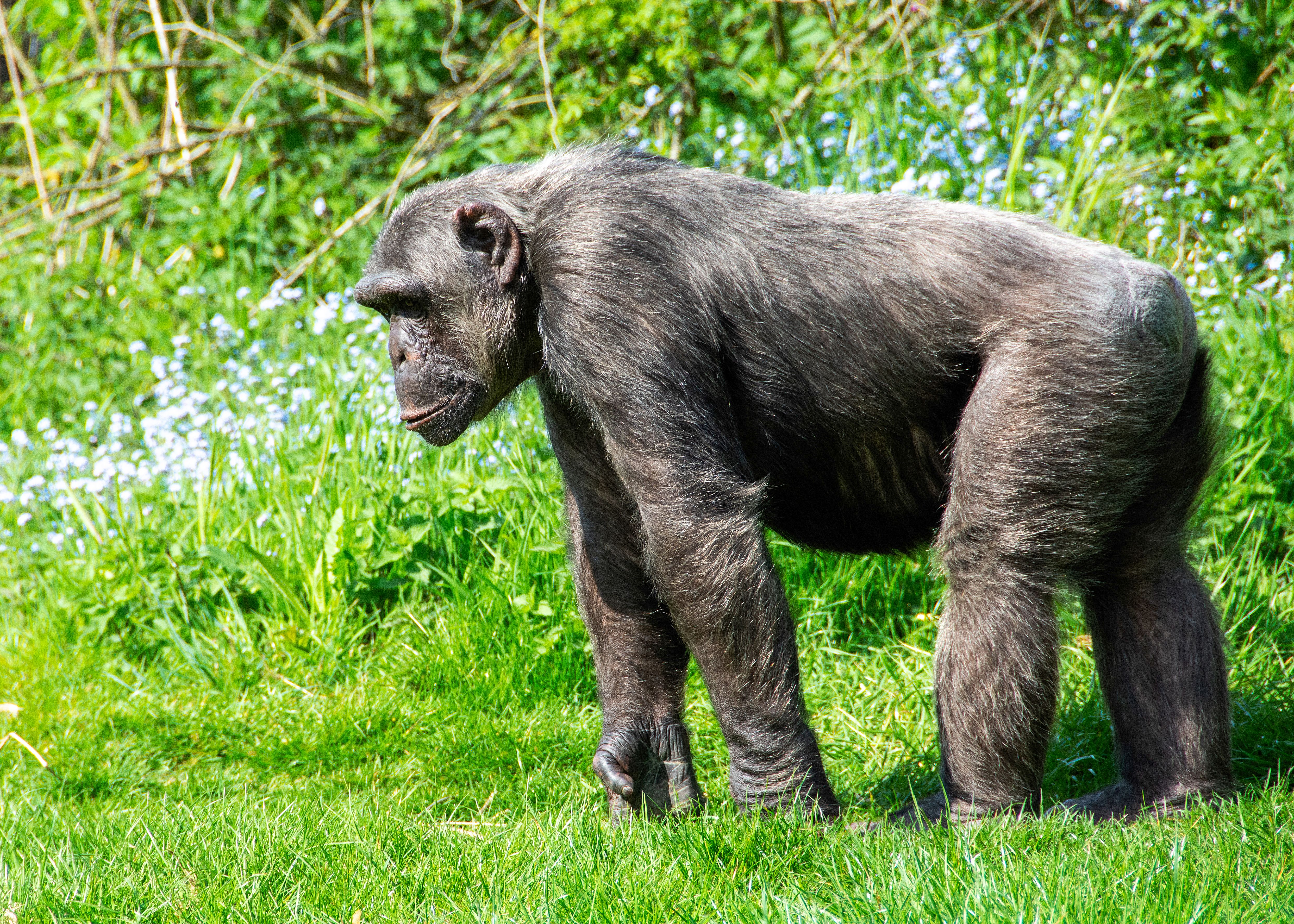Chimpanzee in Natural Habitat Outdoors · Free Stock Photo