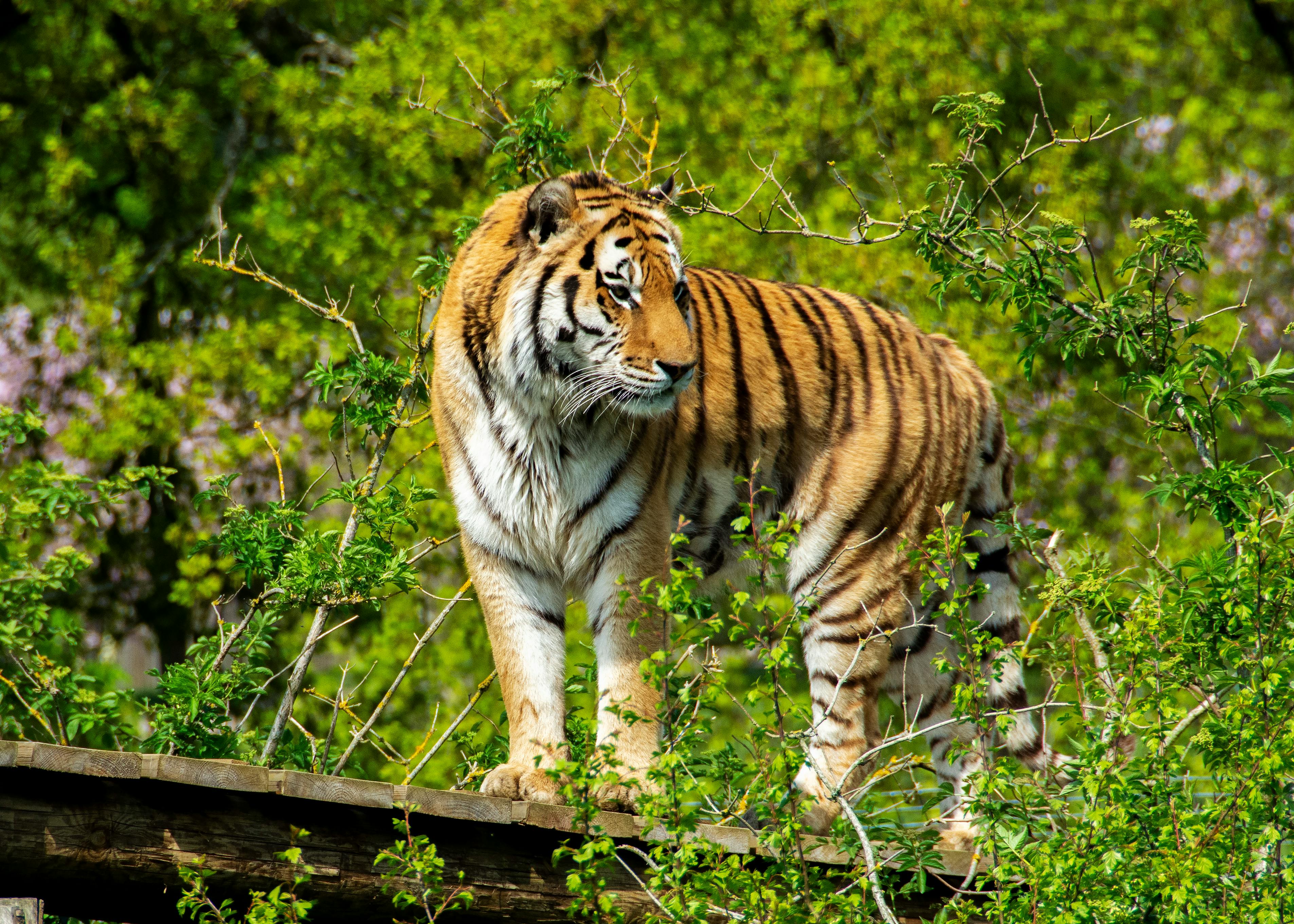 Death Of Hsu Tsu Tiger Photos, Download The BEST Free Death Of Hsu Tsu ...