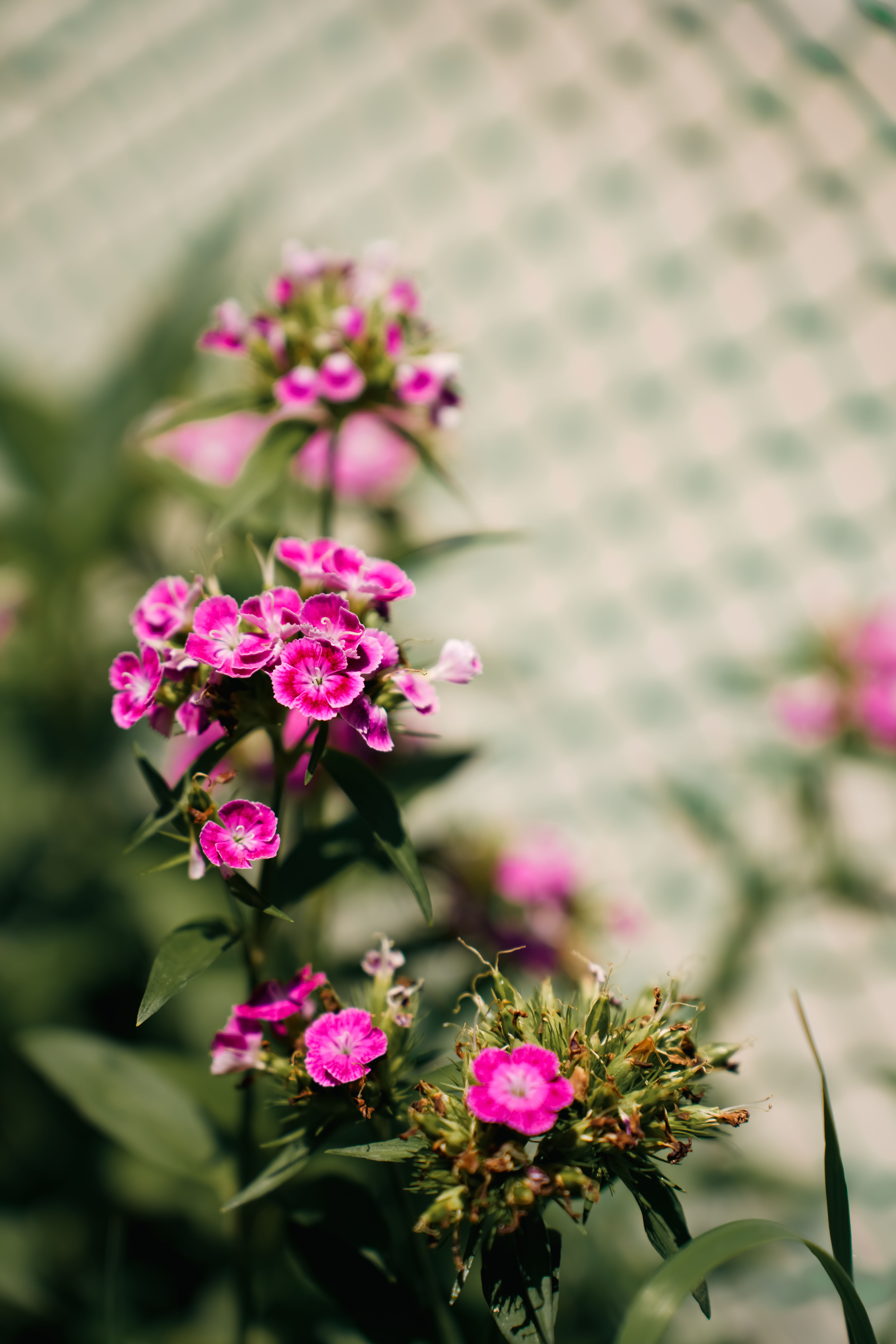 Flowers No Background Photos, Download The BEST Free Flowers No ...