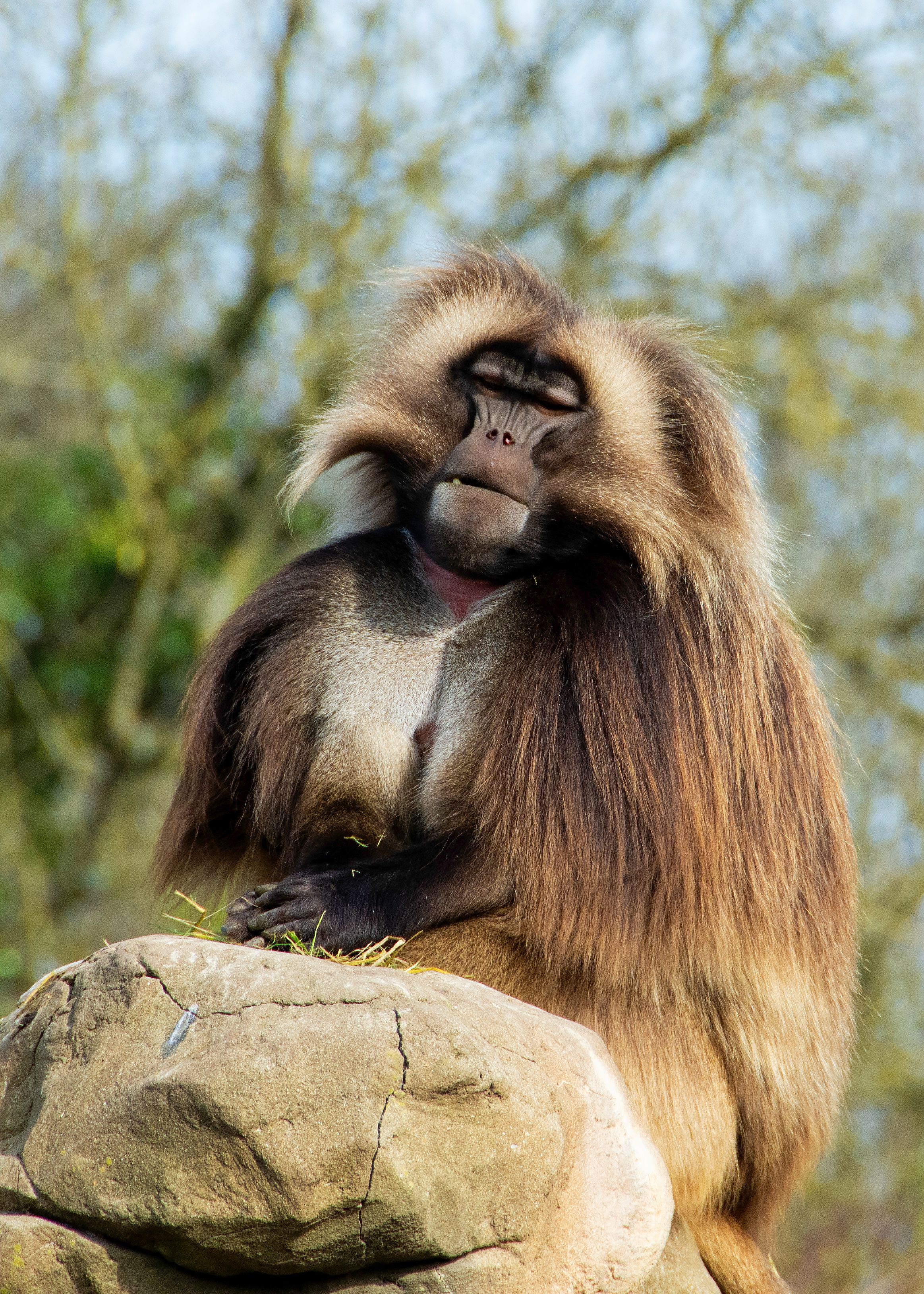 Majestic Gelada Baboon Sitting on Rock in Nature · Free Stock Photo