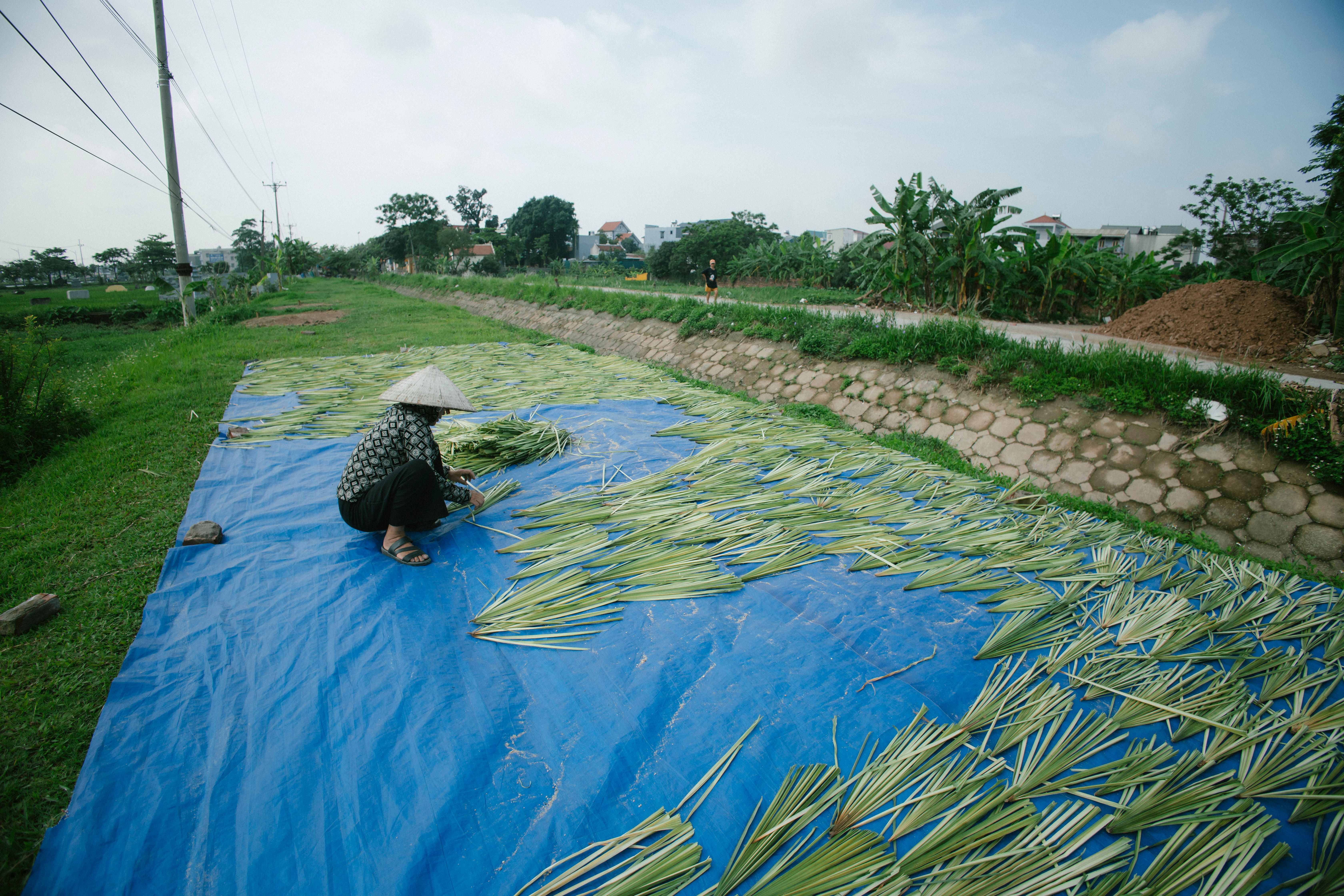 Traditional Leaf Drying in Rural Field · Free Stock Photo