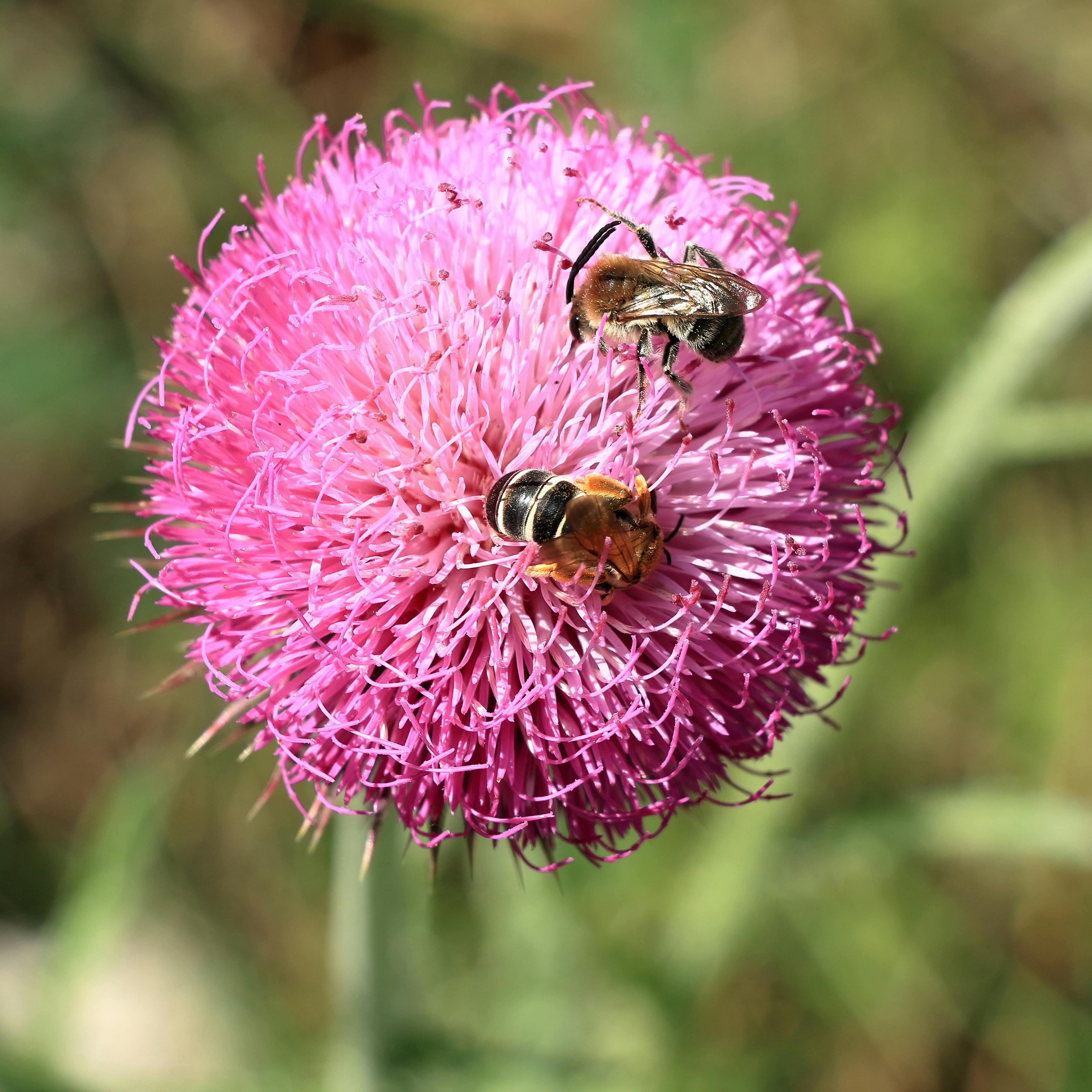 Biodiversity Photos, Download The BEST Free Biodiversity Stock Photos ...