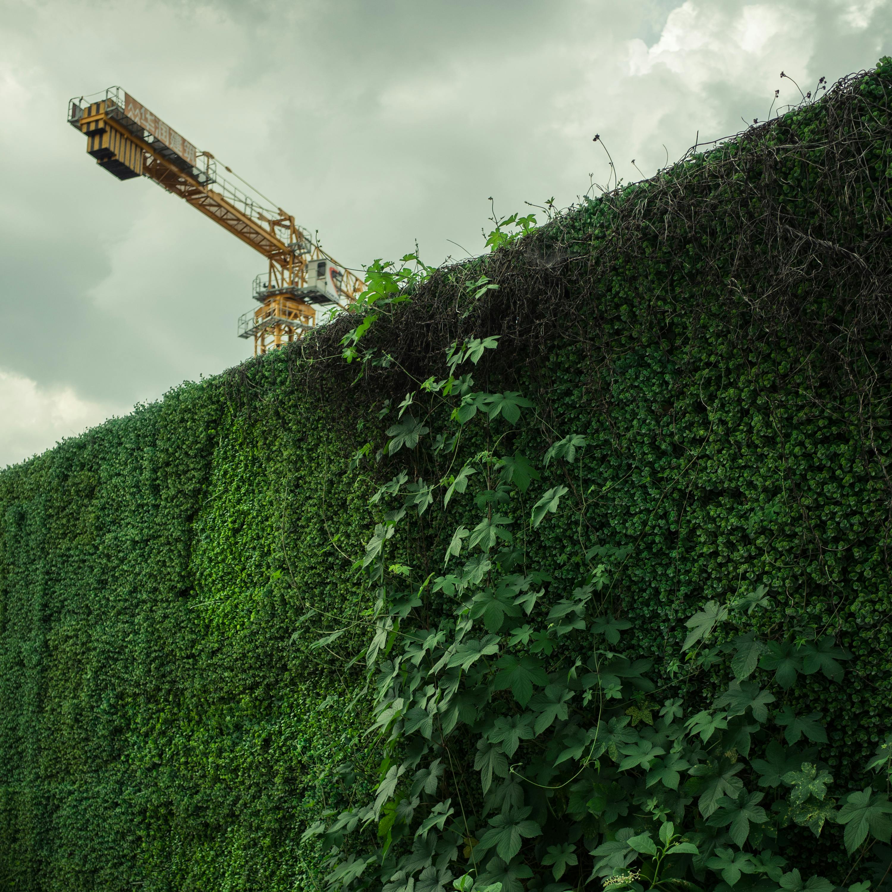 Urban Construction Crane Above Green Hedge · Free Stock Photo