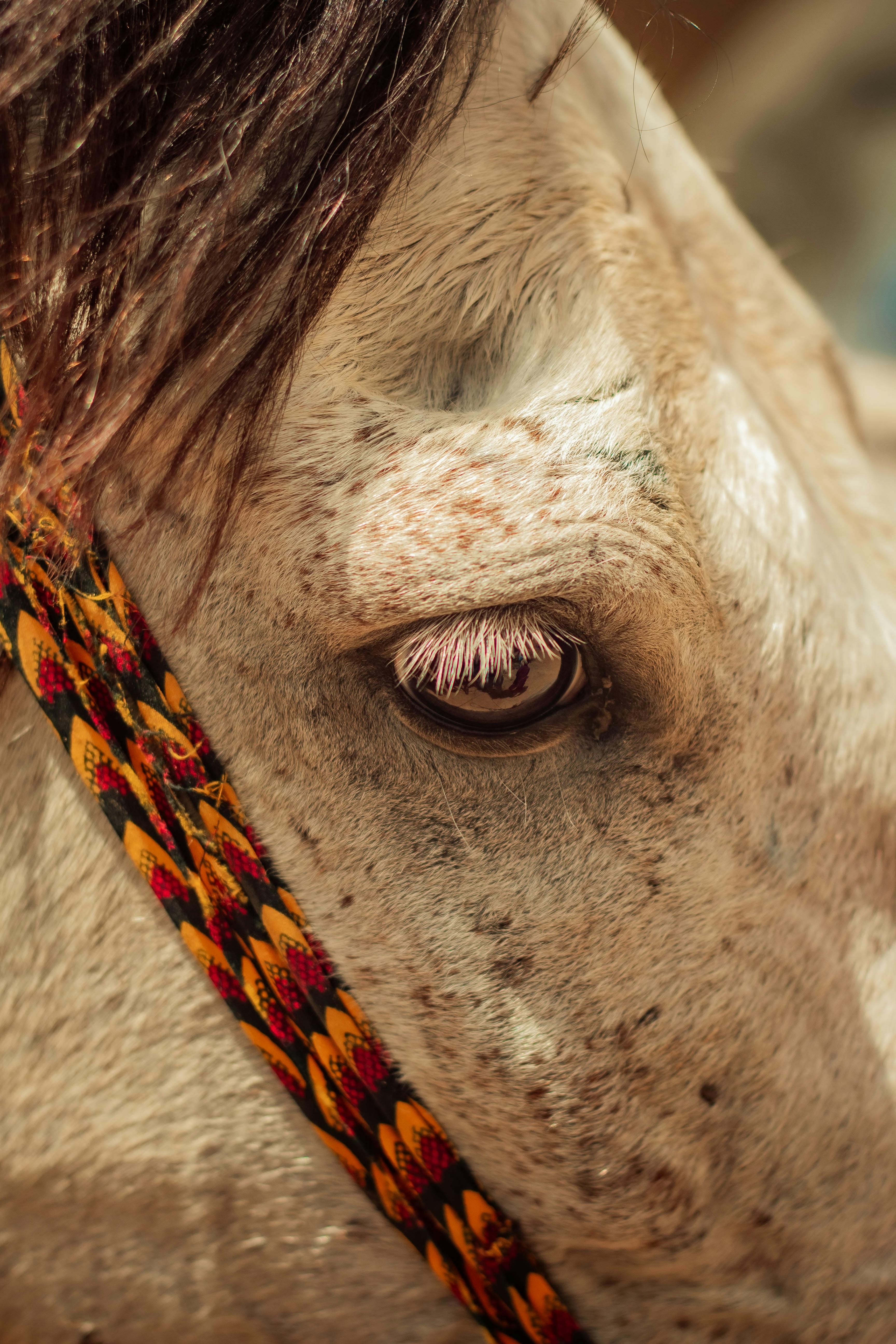 Close-up of Horse's Eye with Colorful Bridle · Free Stock Photo