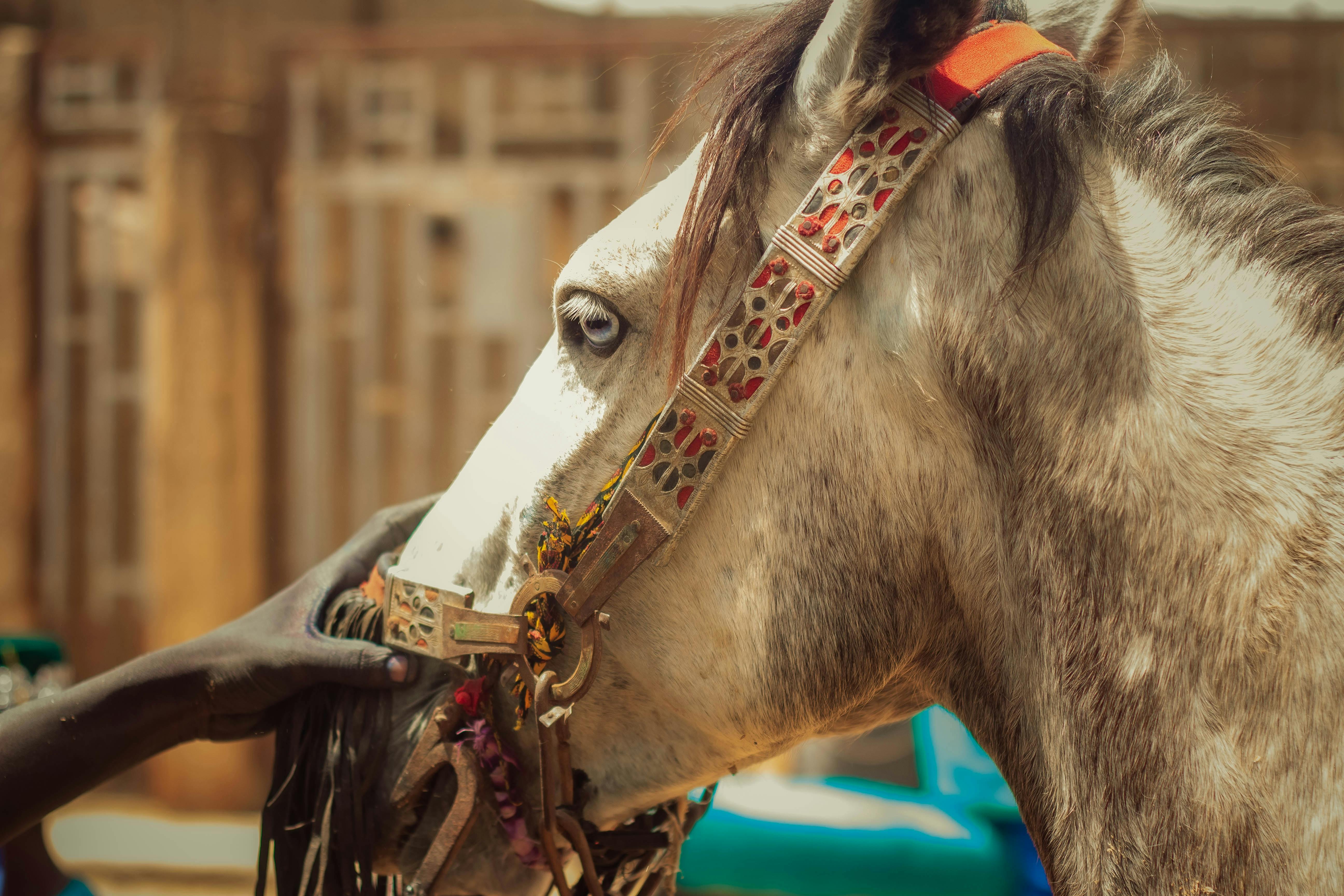 Decorative Horse Bridle with Human Interaction · Free Stock Photo