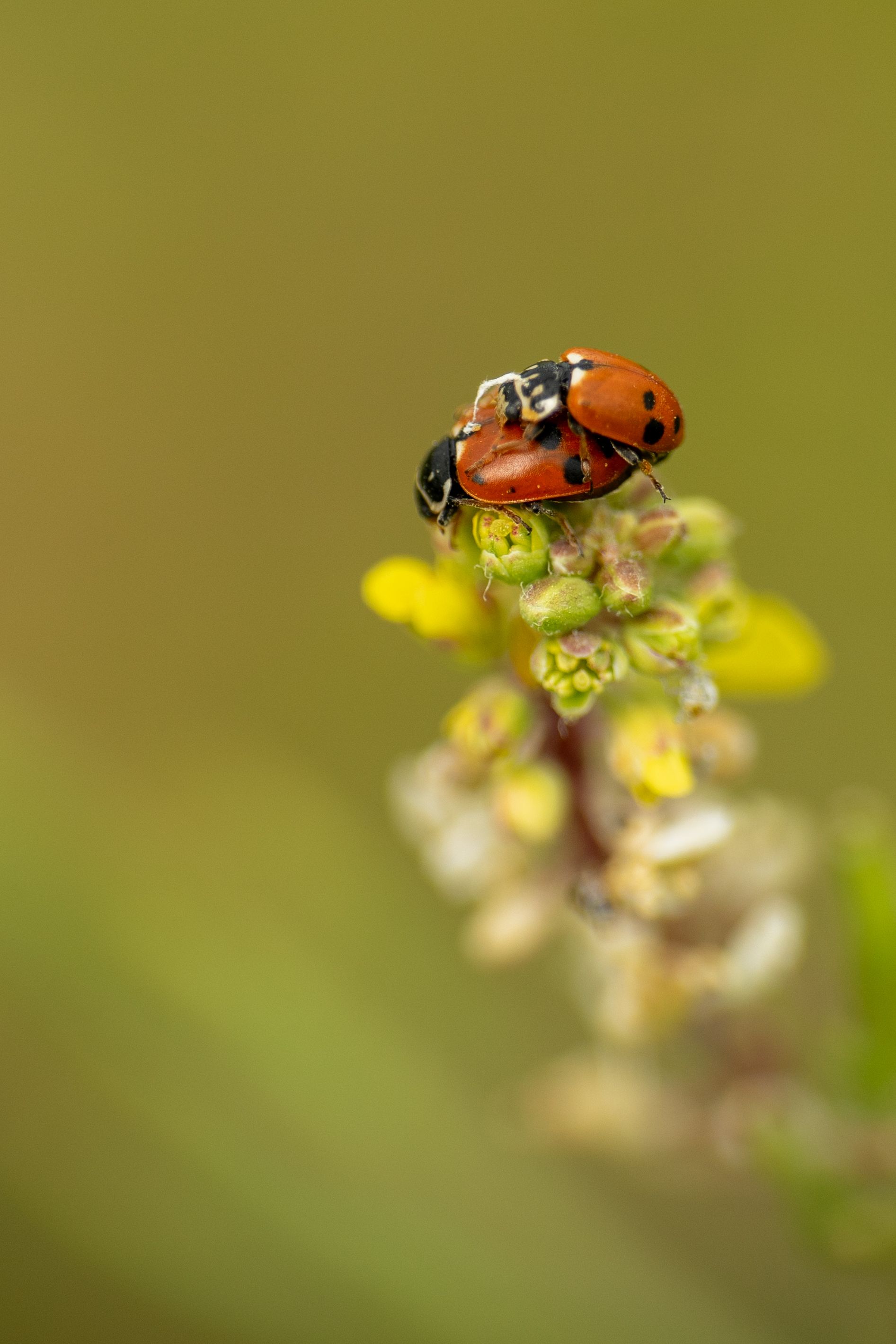 Vibrant Ladybugs on Flower in Spring Macro Photography · Free Stock Photo