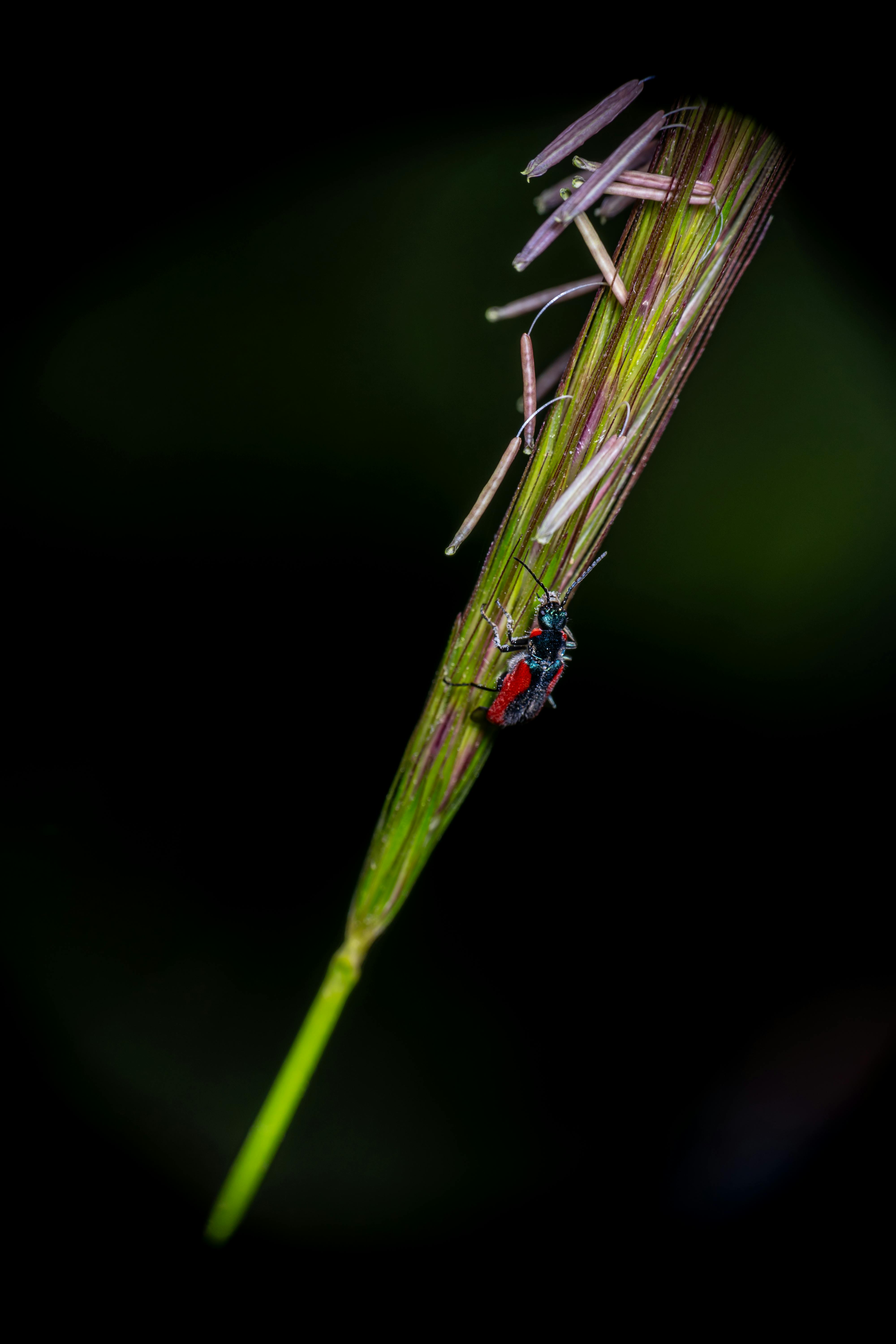 Lightning Bug Photos, Download The BEST Free Lightning Bug Stock Photos ...