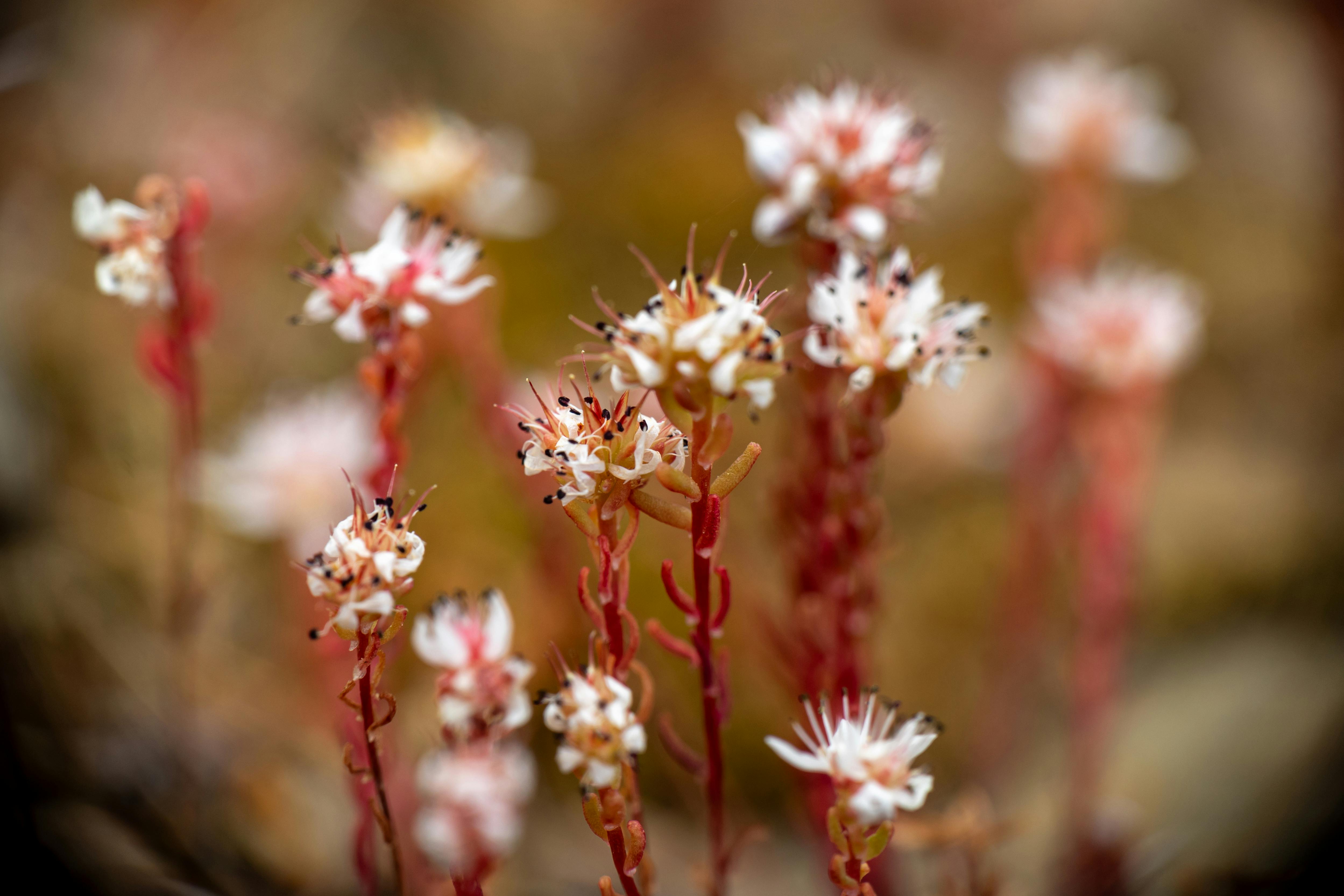 Wild Flowers In Botswana Photos, Download The BEST Free Wild Flowers In ...