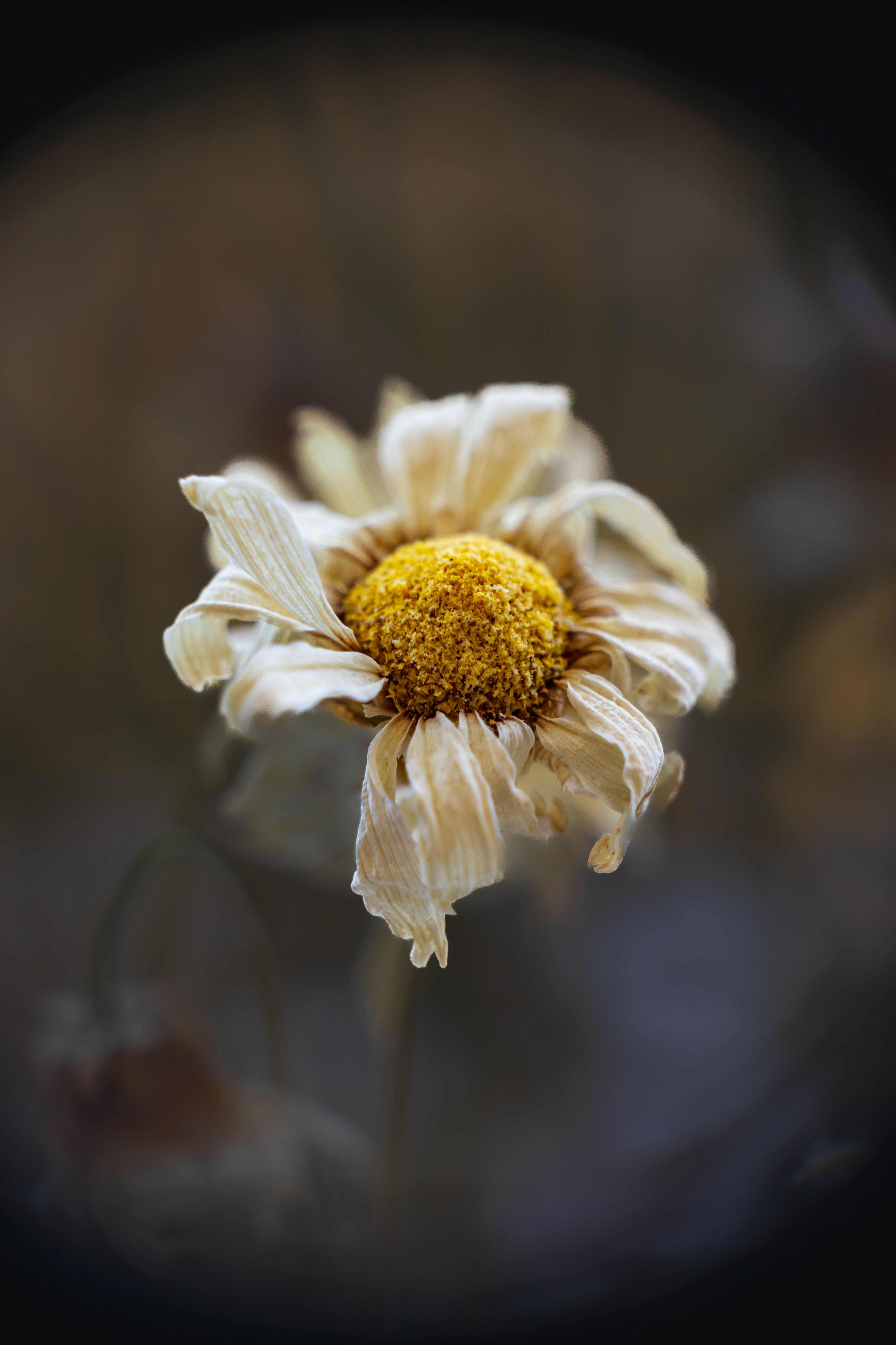 Close-up of a Withered Daisy Flower in Macro View · Free Stock Photo