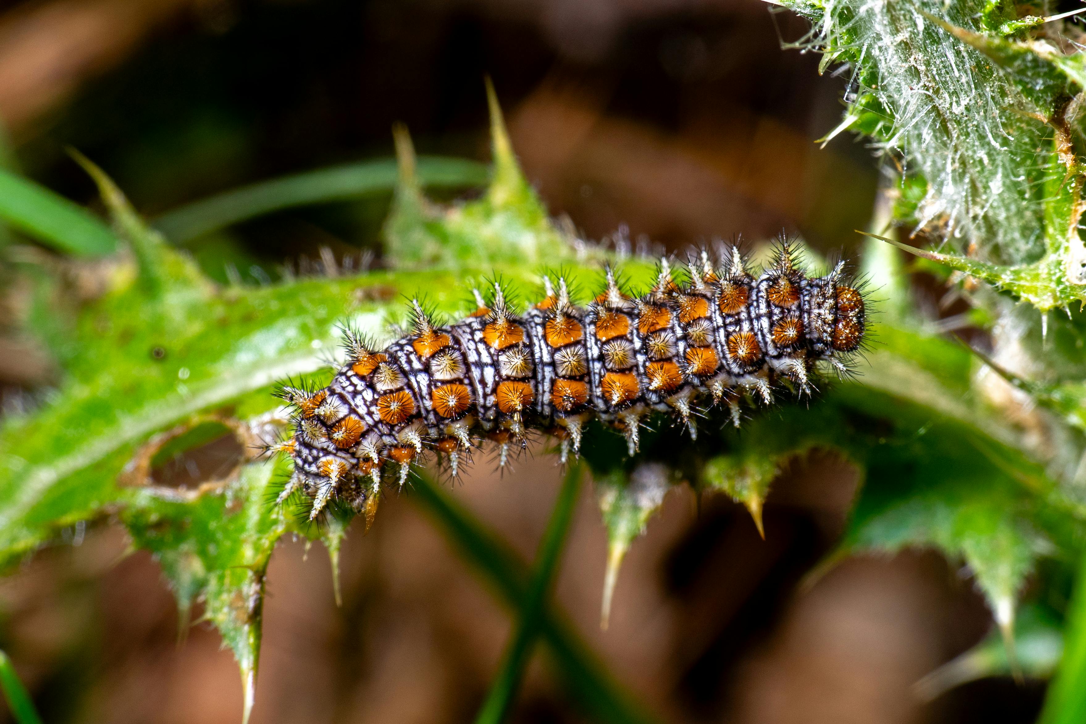 Lightning Bug Photos, Download The BEST Free Lightning Bug Stock Photos ...