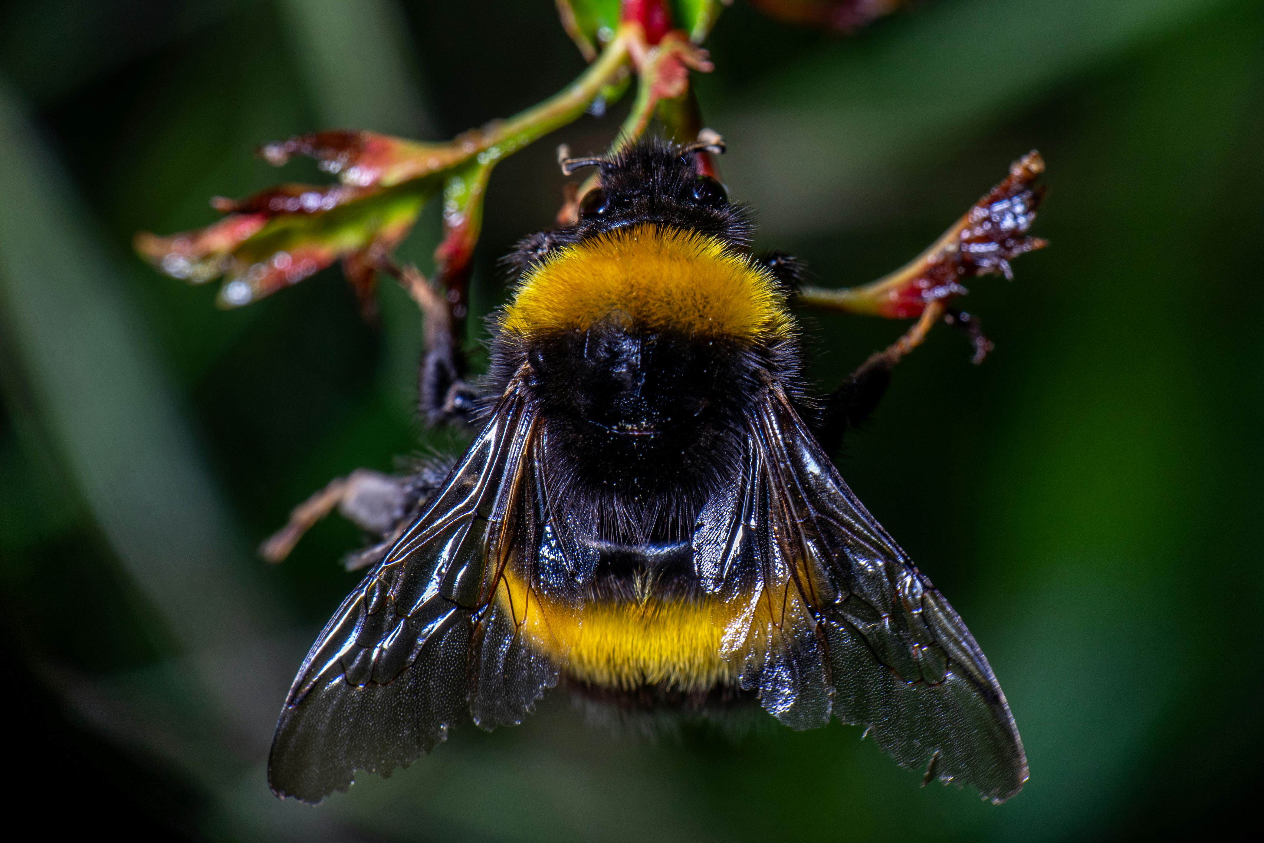 700+ Hummel Bilder und Fotos · Kostenlos Downloaden · Pexels Stock-Fotos