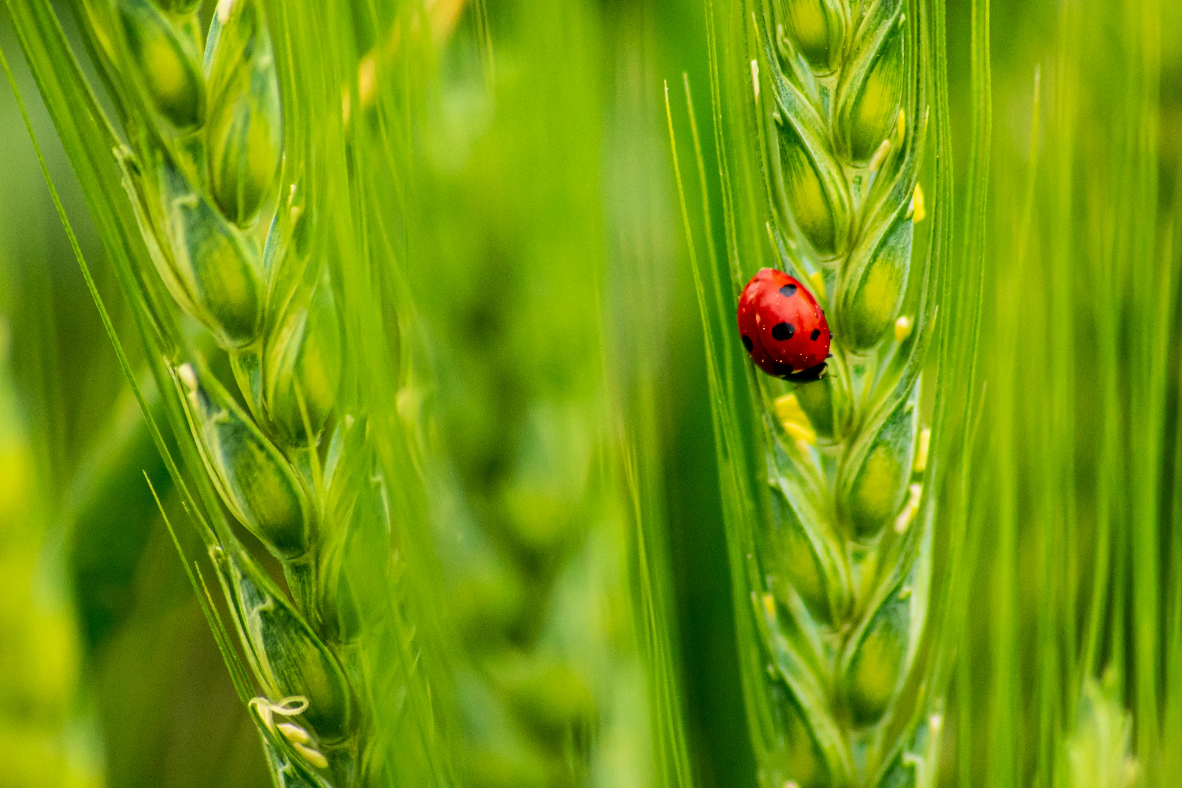 Lightning Bug Photos, Download The BEST Free Lightning Bug Stock Photos ...