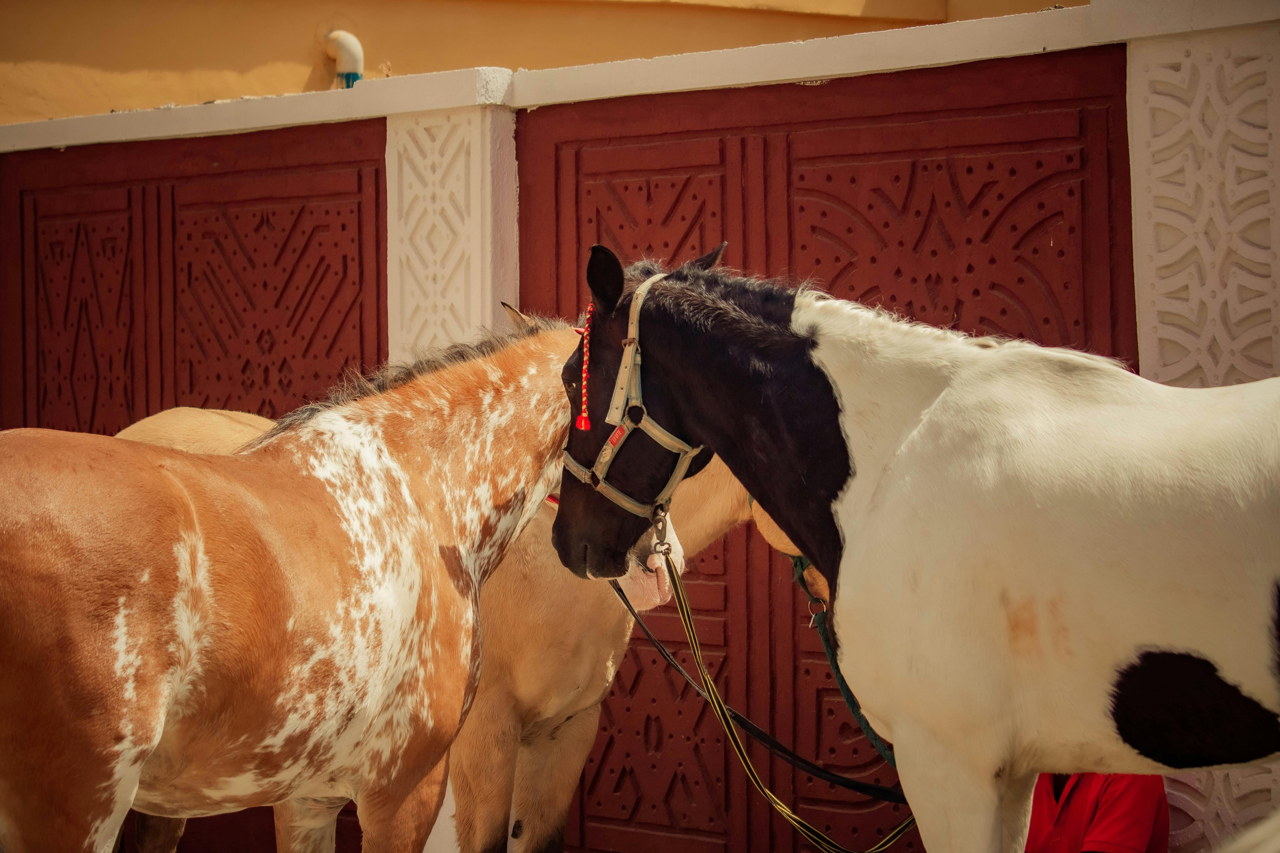 Close-up of Two Horses Nuzzling Outdoors · Free Stock Photo