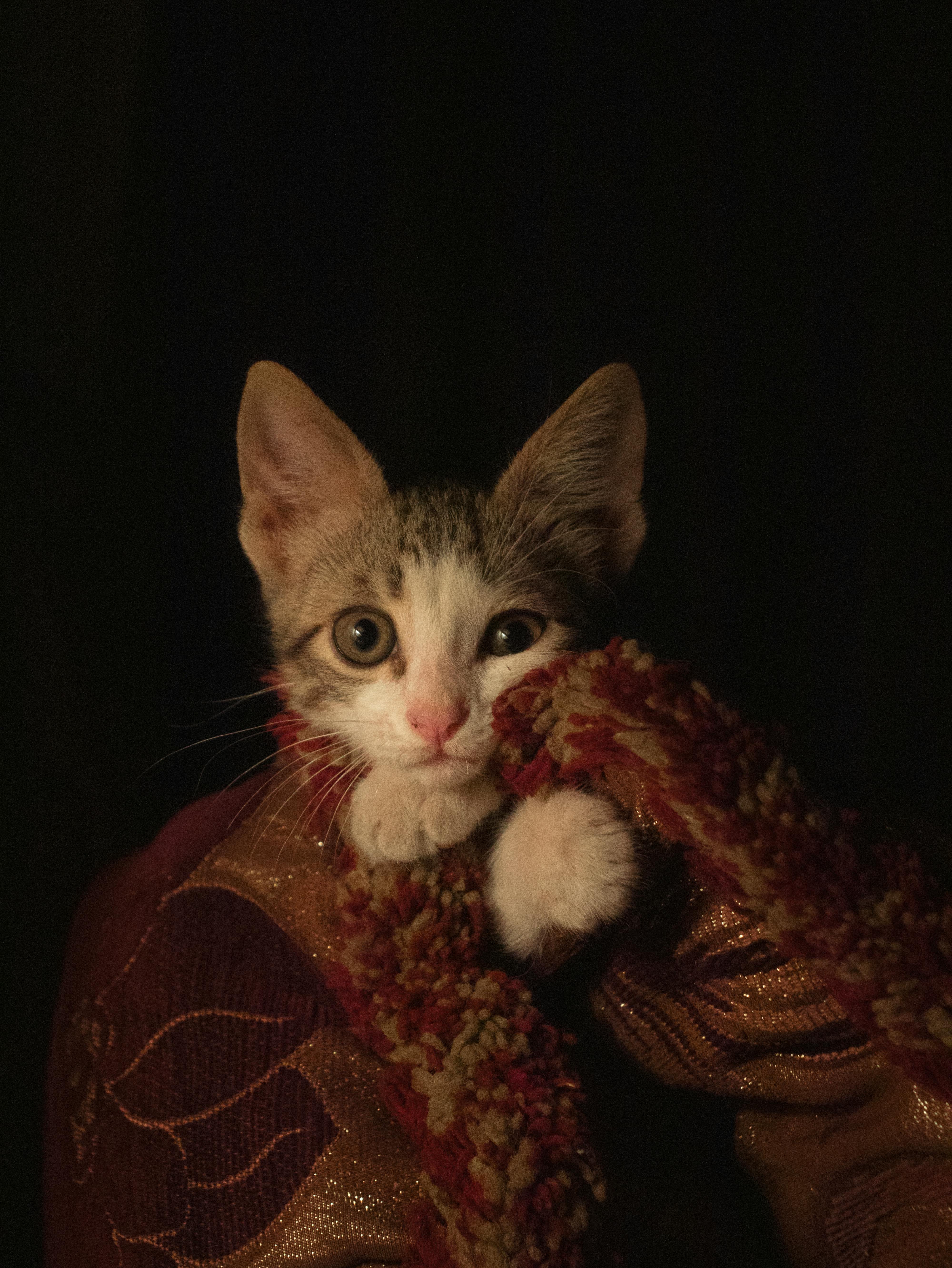 Cat Images Photos, Download The BEST Free Cat Images Stock Photos & HD ...