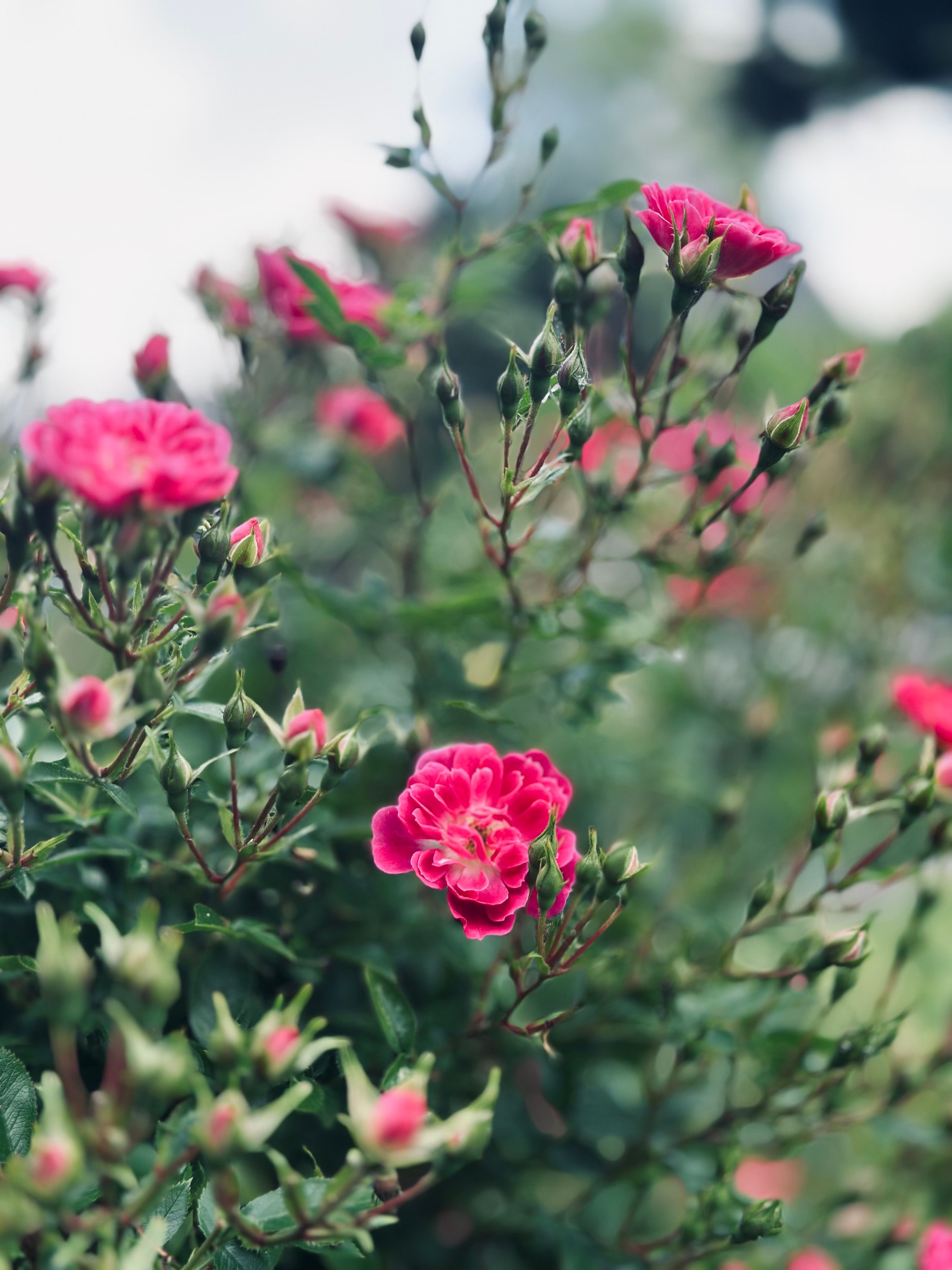 Rose Bush Photos, Download The BEST Free Rose Bush Stock Photos & HD Images