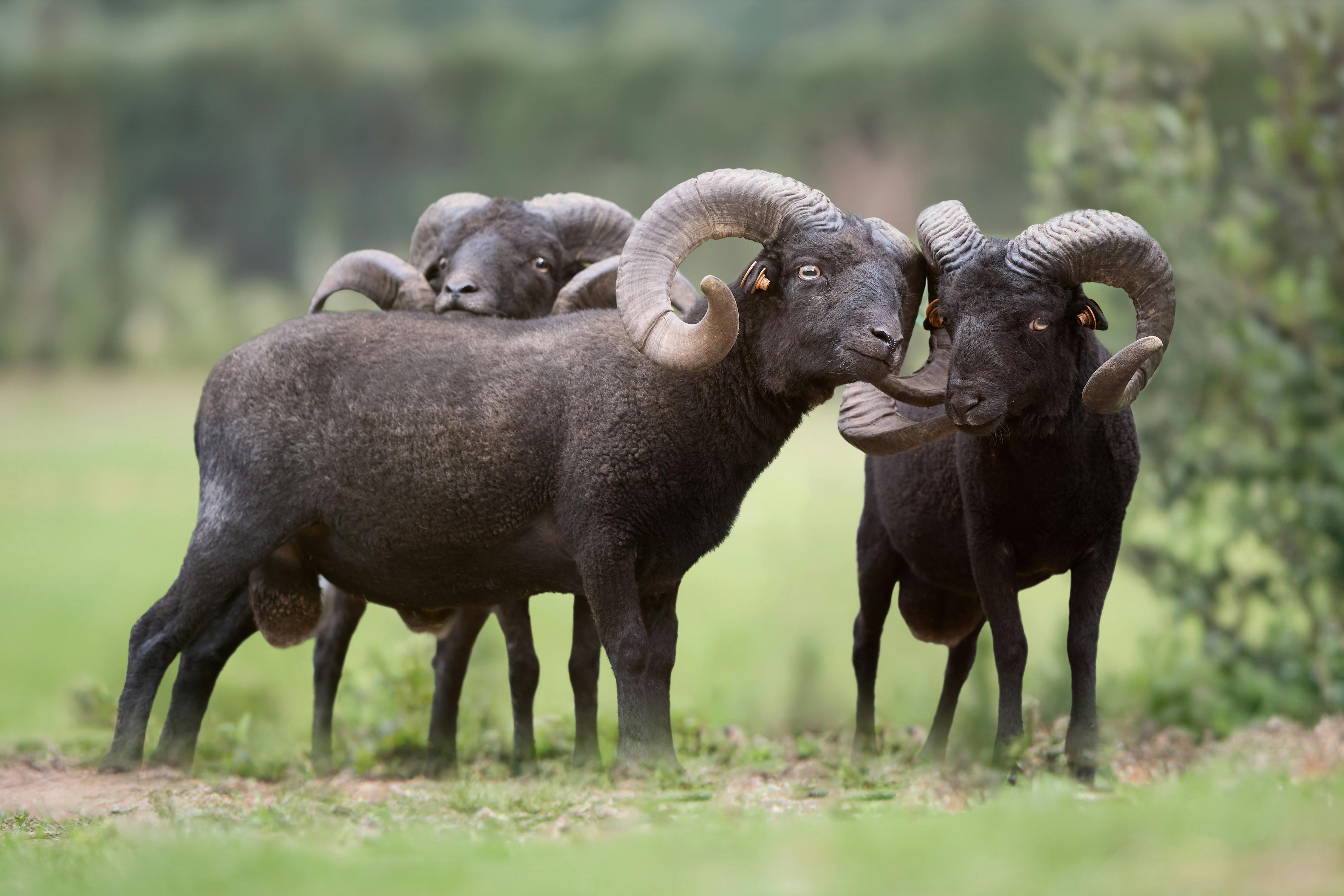 Majestic Black Rams Grazing in Green Pasture · Free Stock Photo