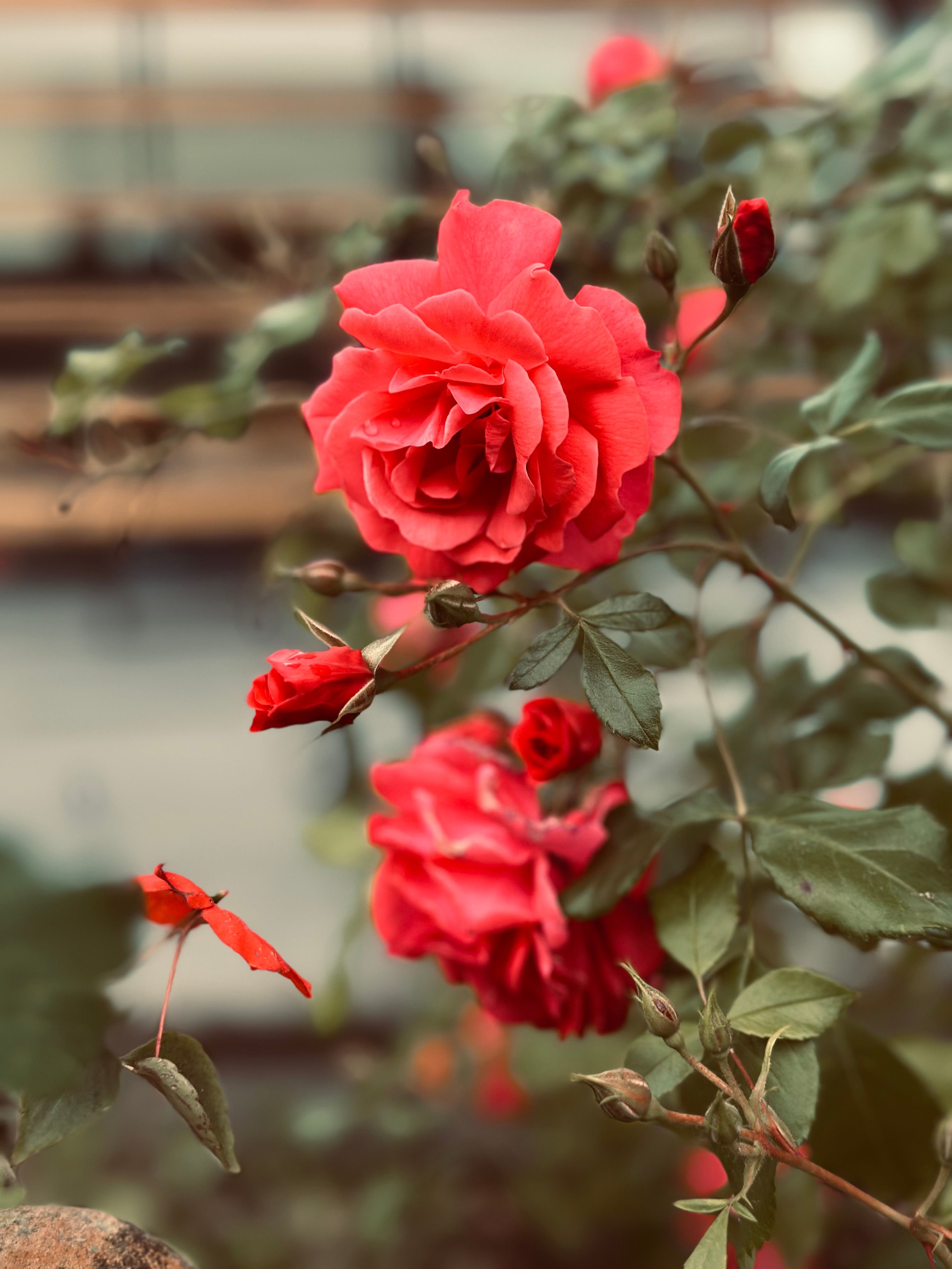 Floral Arrangement Photos, Download The BEST Free Floral Arrangement ...