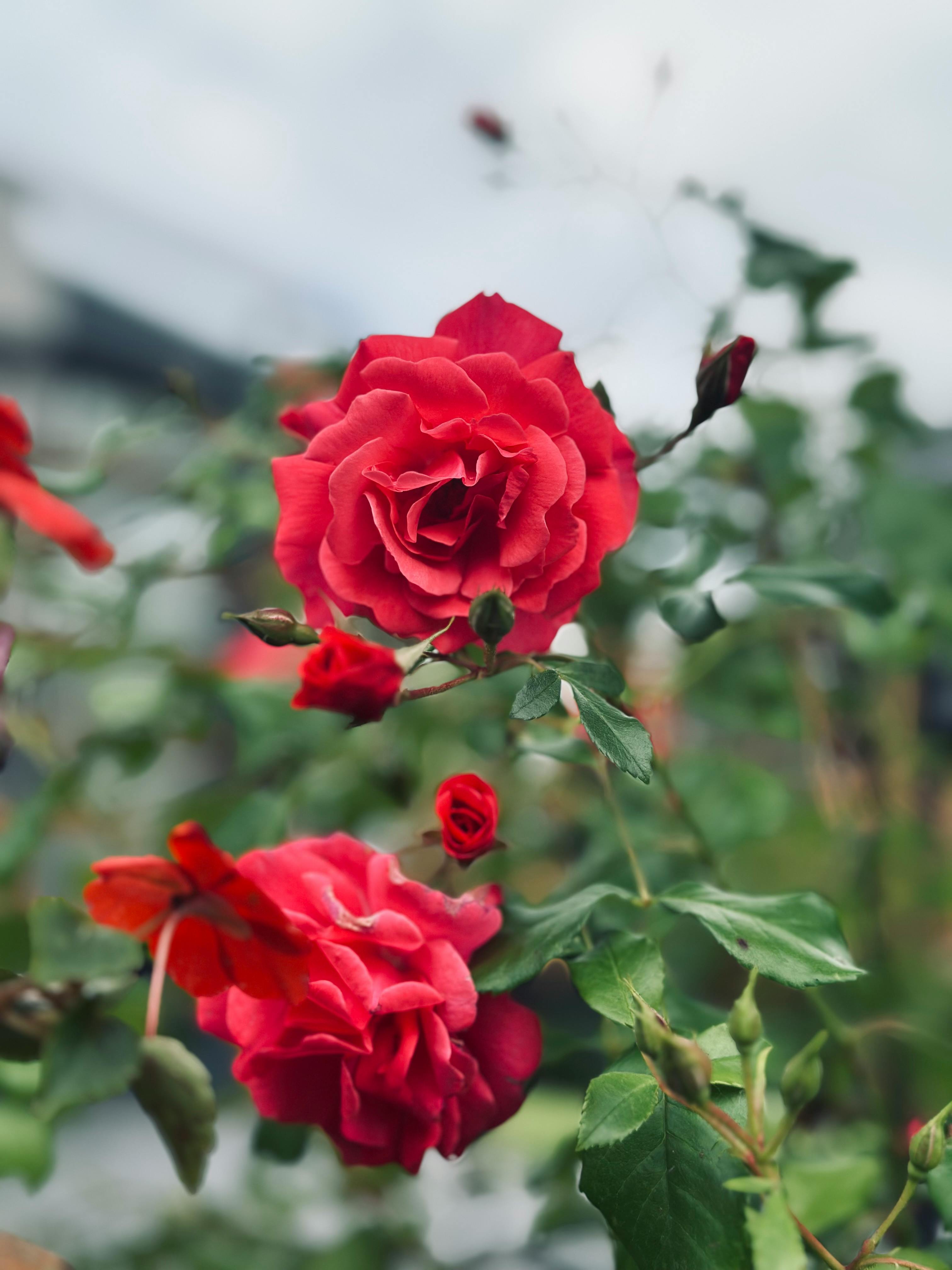Vibrant Red Roses in Bloom Outdoors · Free Stock Photo
