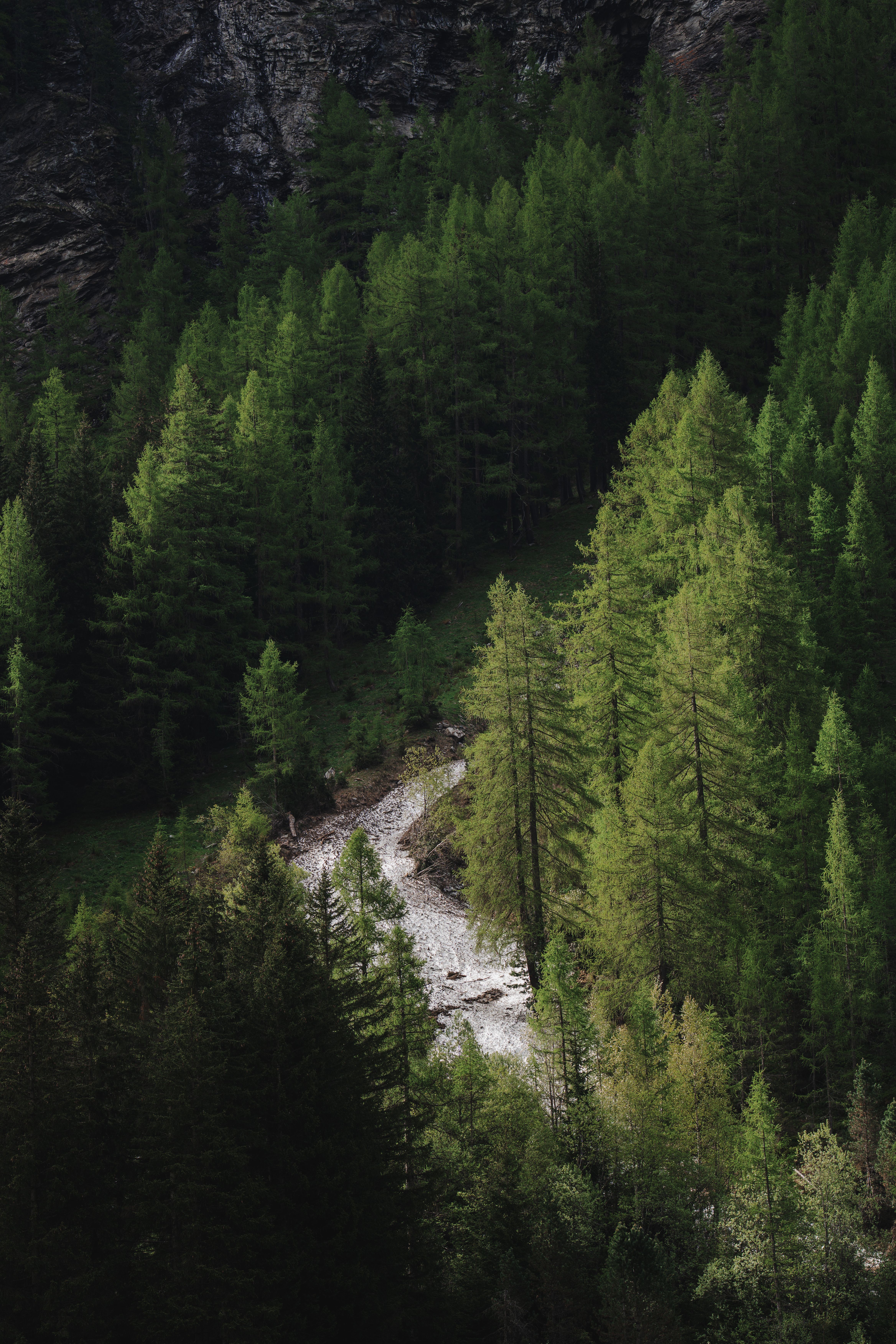Serene Forest Stream Winding Through Trees · Free Stock Photo