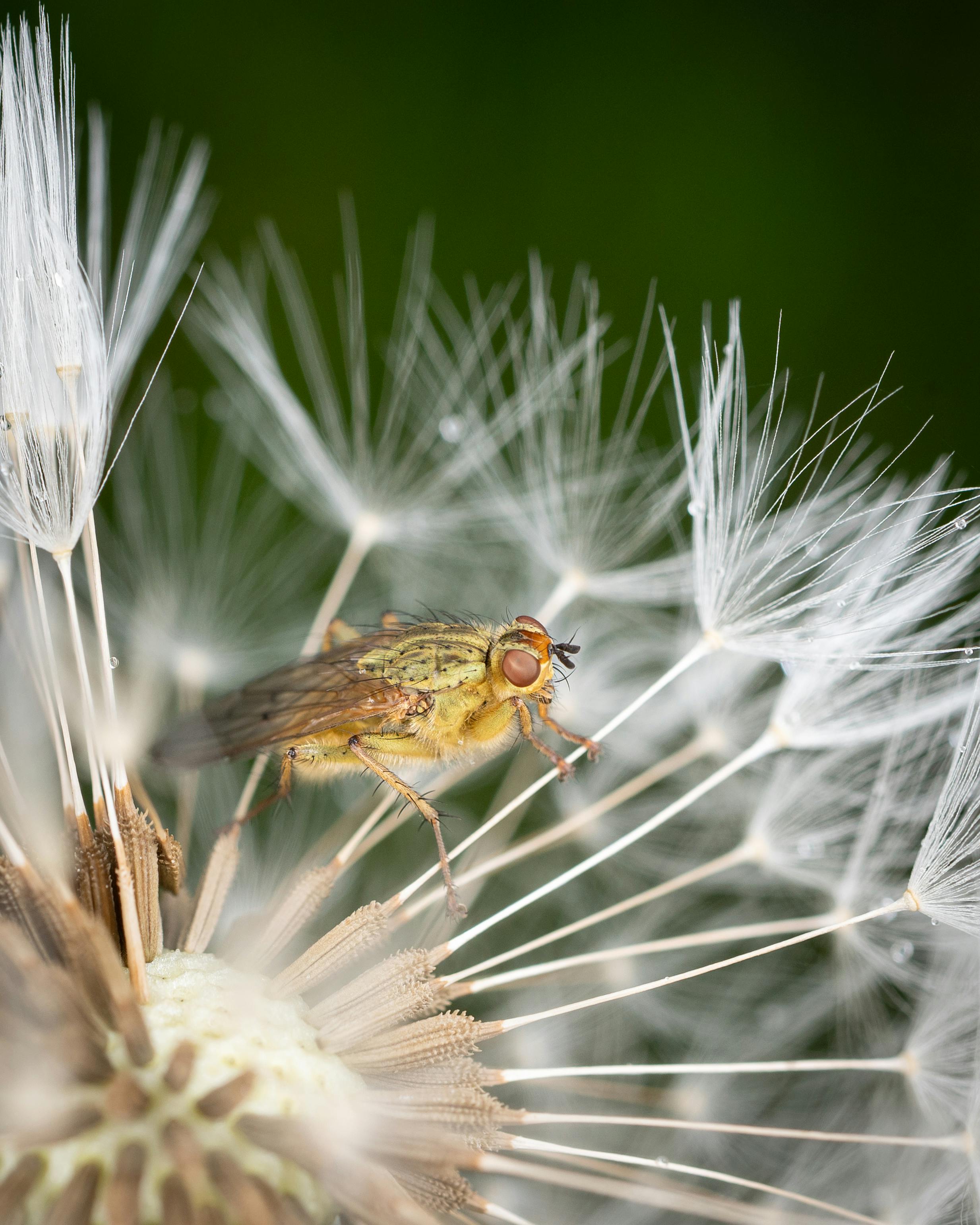 Dandelion Flower Photos, Download The BEST Free Dandelion Flower Stock ...