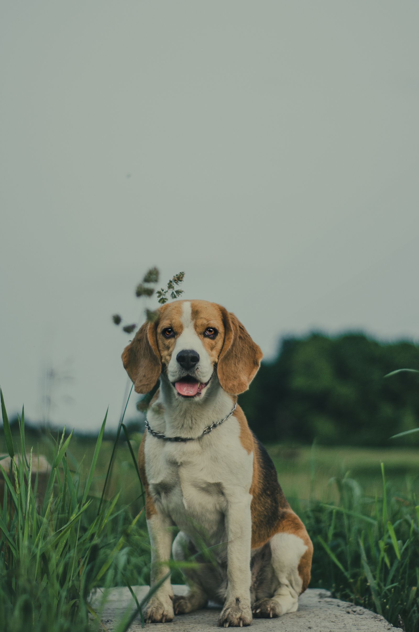 Beagle Photos, Download The BEST Free Beagle Stock Photos & HD Images