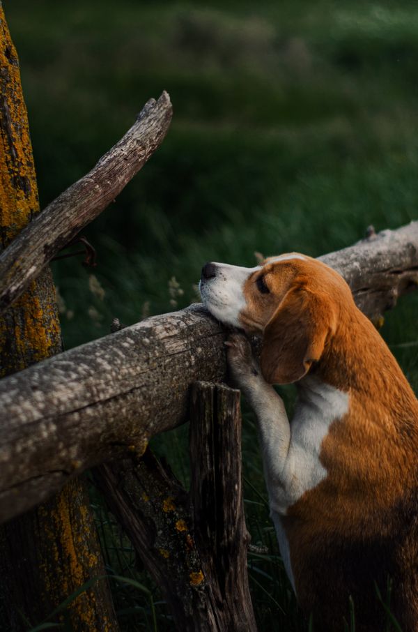 Beagle Photos, Download The BEST Free Beagle Stock Photos & HD Images