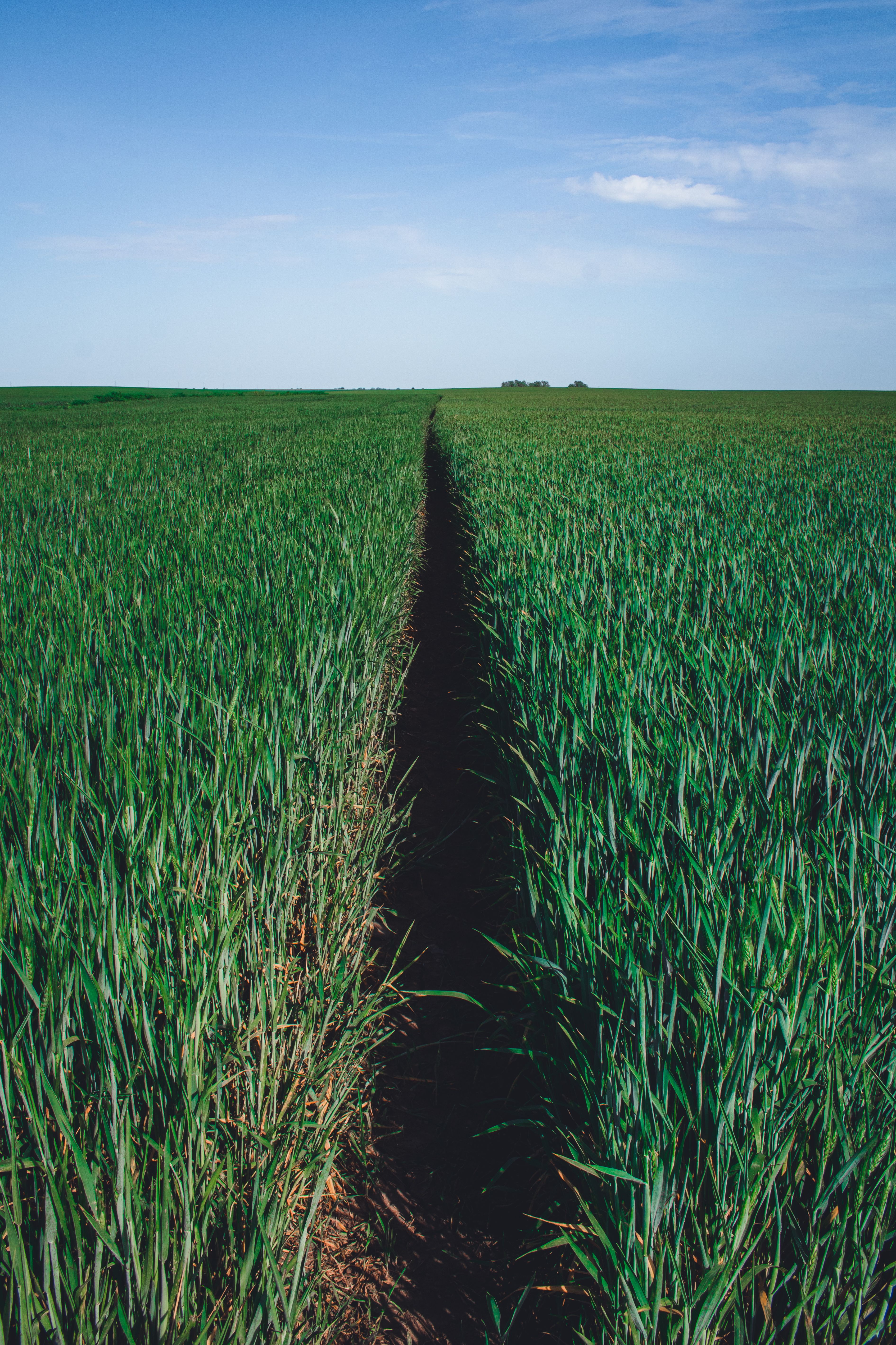 Scenic Green Field with Pathway and Blue Sky · Free Stock Photo