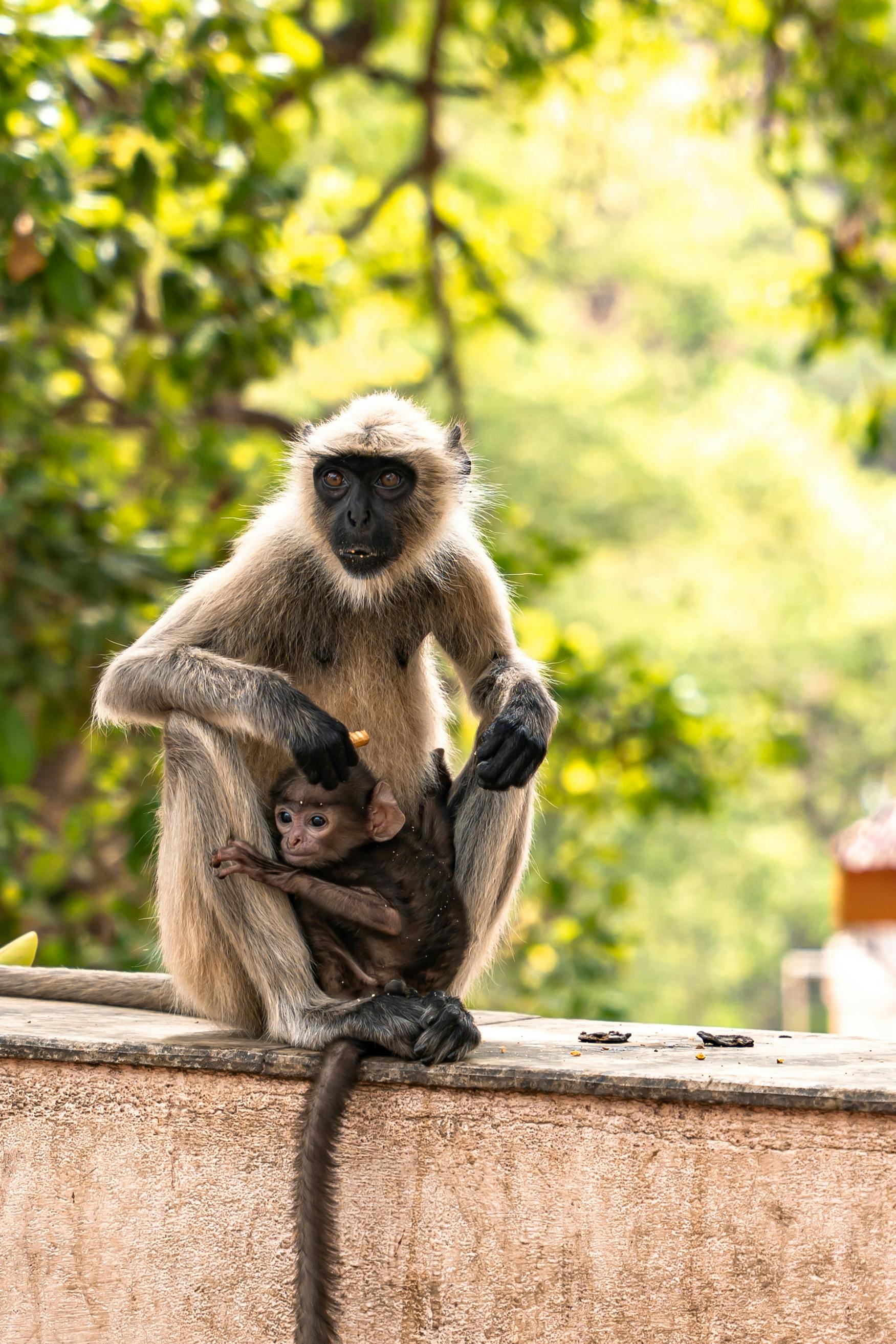 Cascalote Tree Photos, Download The BEST Free Cascalote Tree Stock ...