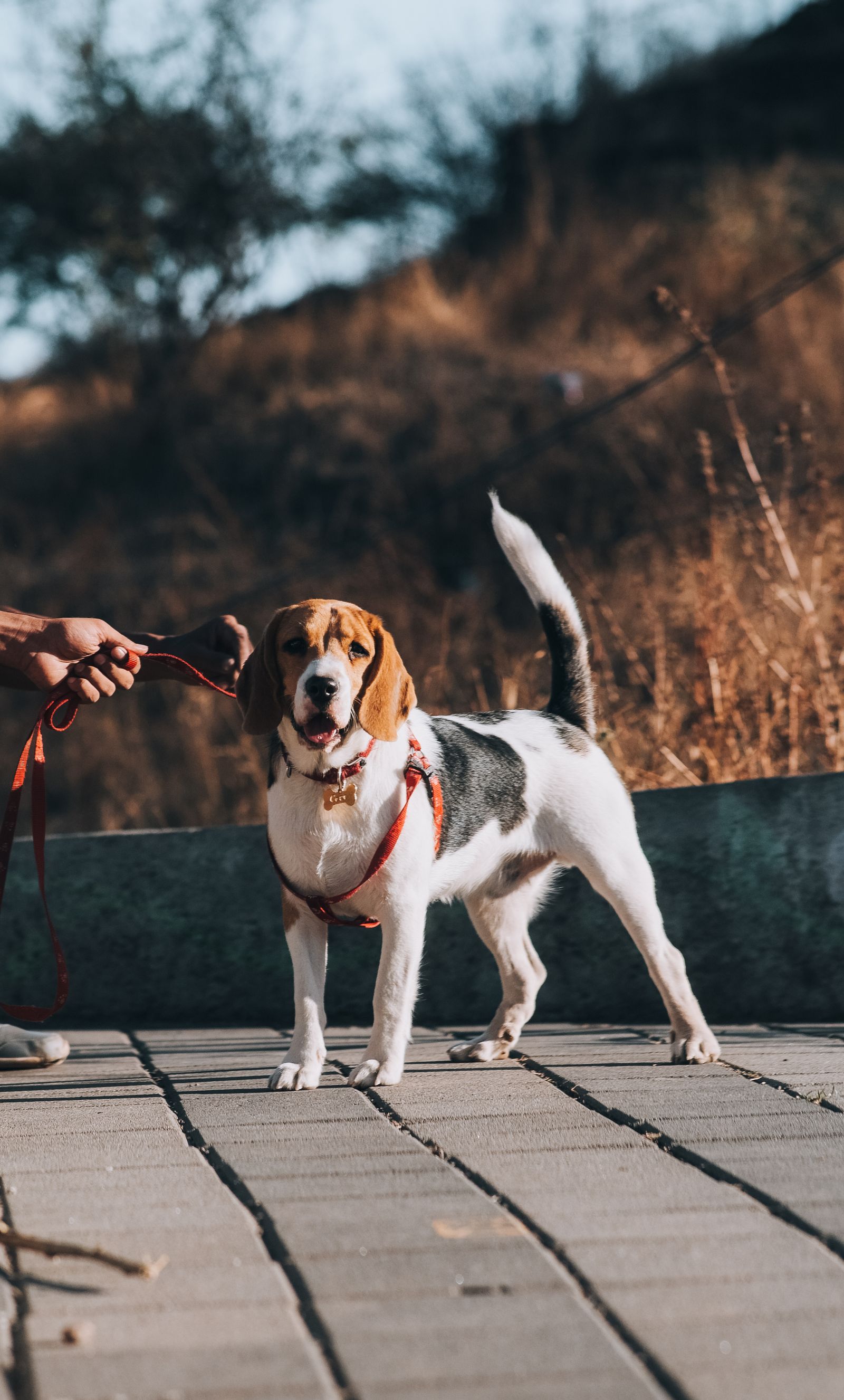 Beagle Photos, Download The BEST Free Beagle Stock Photos & HD Images