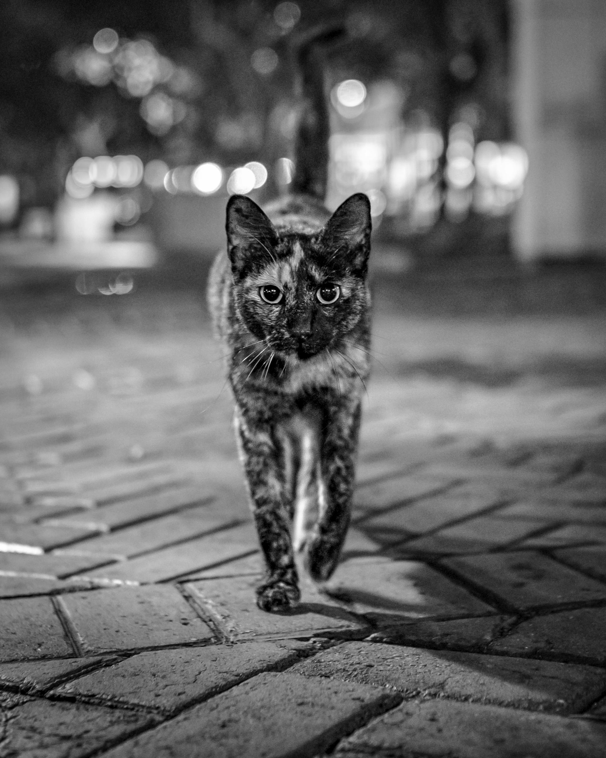 Goofy Ahh Cat Photos, Download The BEST Free Goofy Ahh Cat Stock Photos ...