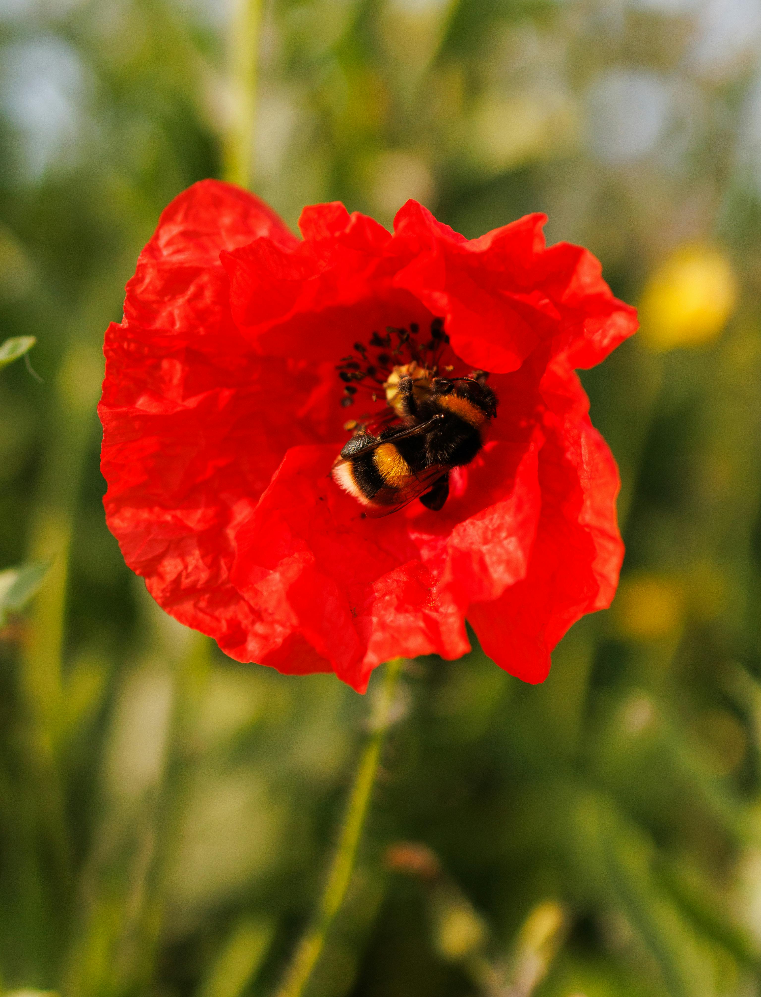 Bumblebee Pollinating Vibrant Red Poppy Flower · Free Stock Photo