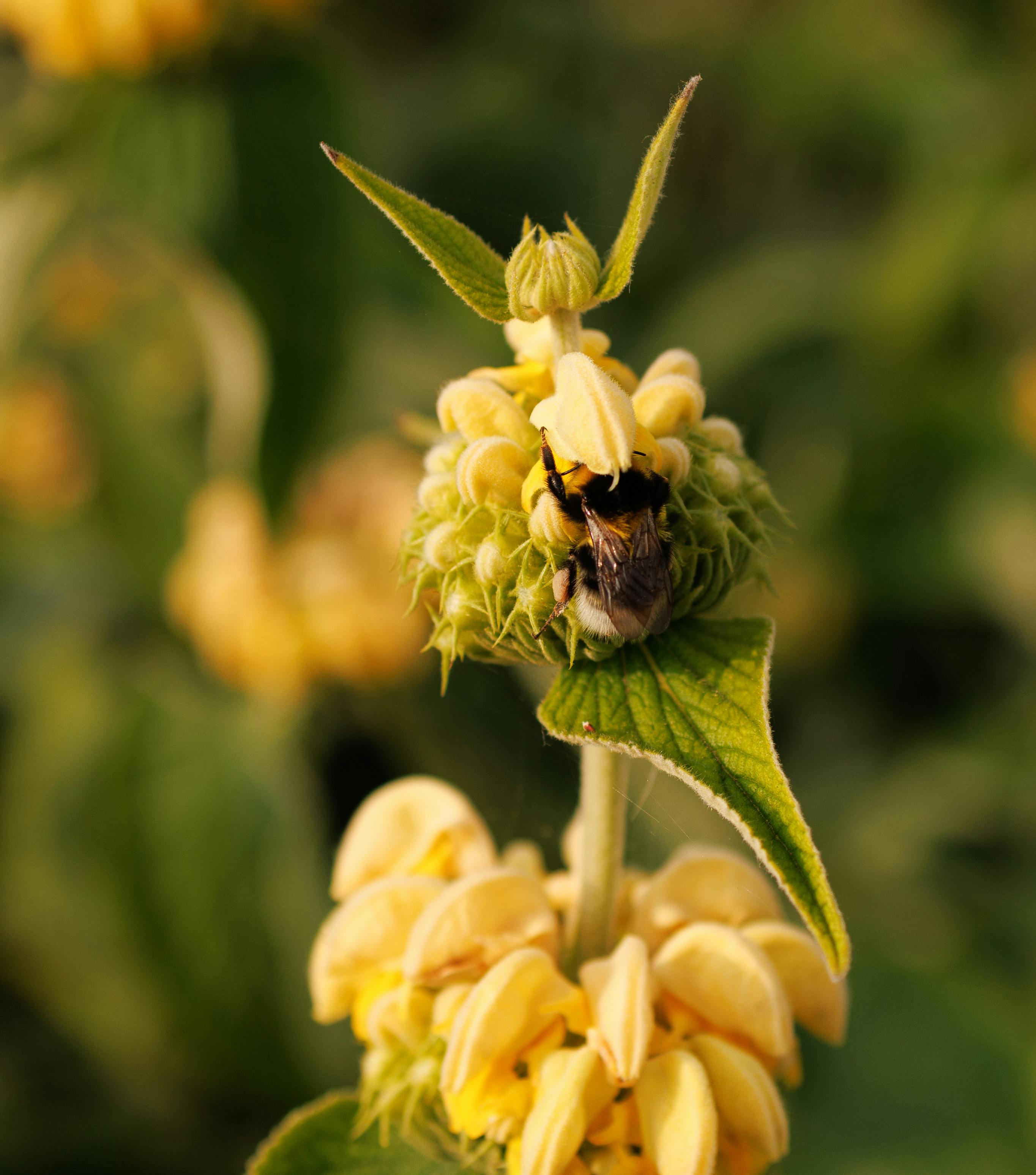 Pollen Photos, Download The BEST Free Pollen Stock Photos & HD Images