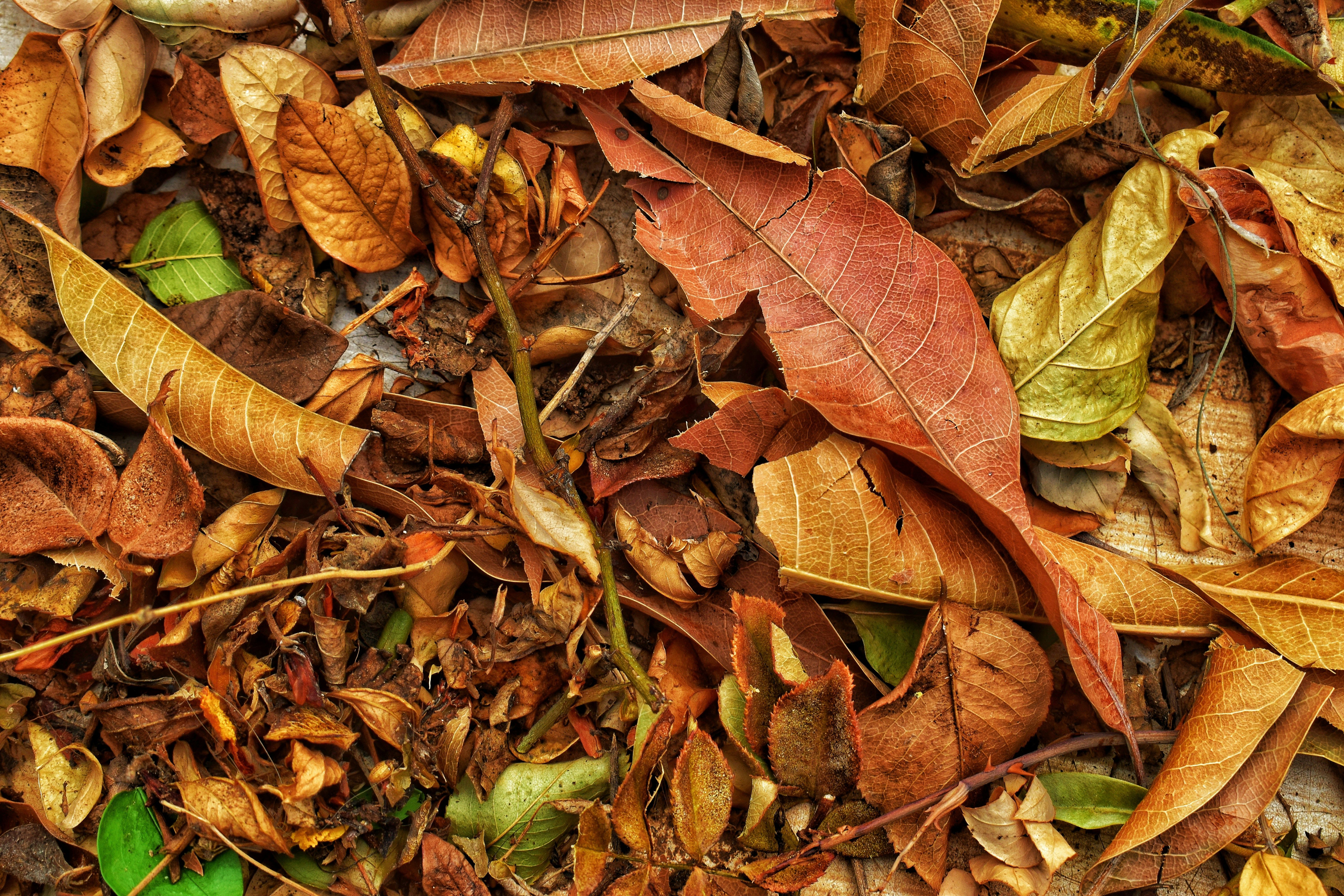 Colorful Autumn Leaves on Forest Floor · Free Stock Photo