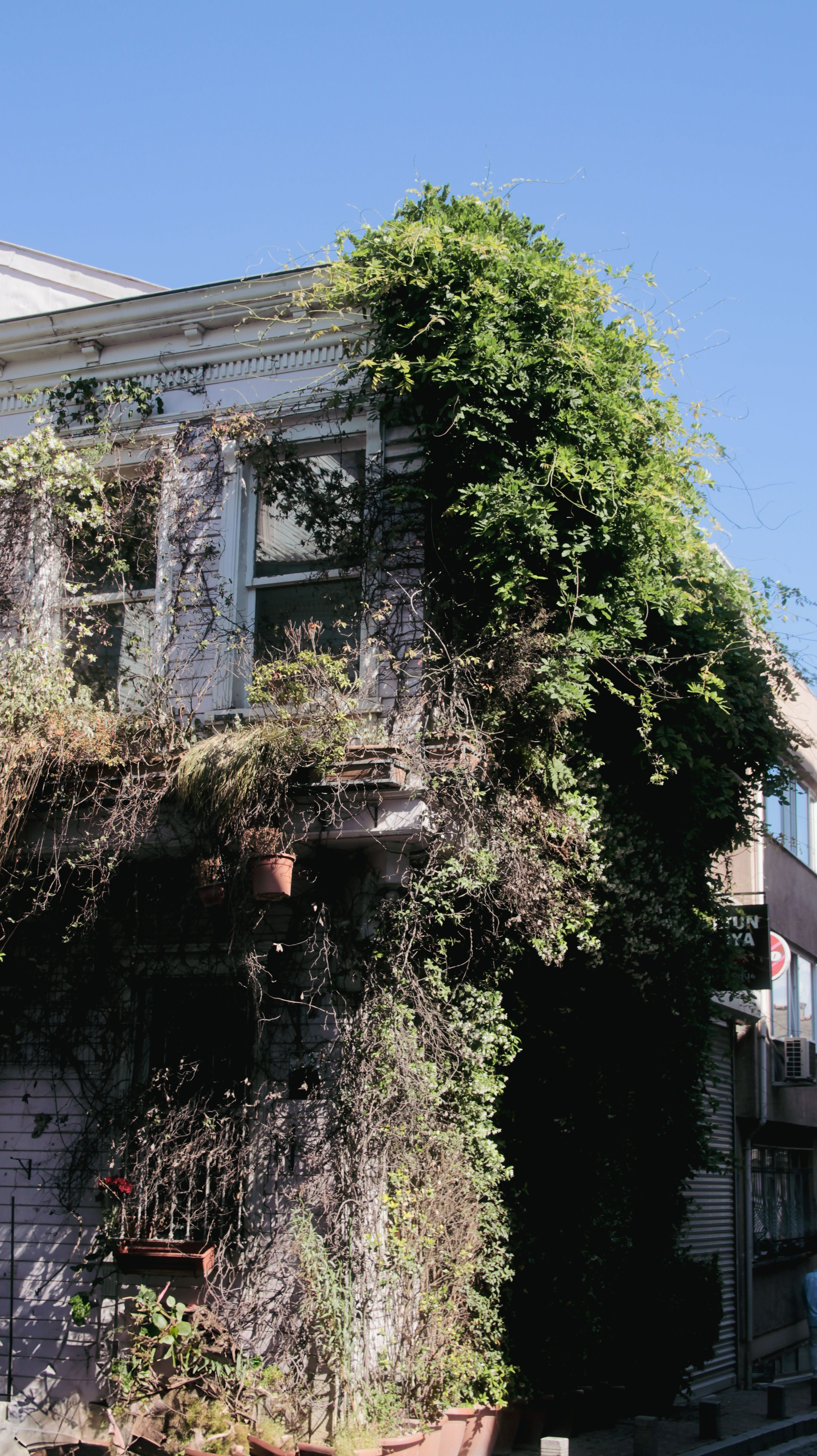 Historic Building with Overgrown Foliage · Free Stock Photo