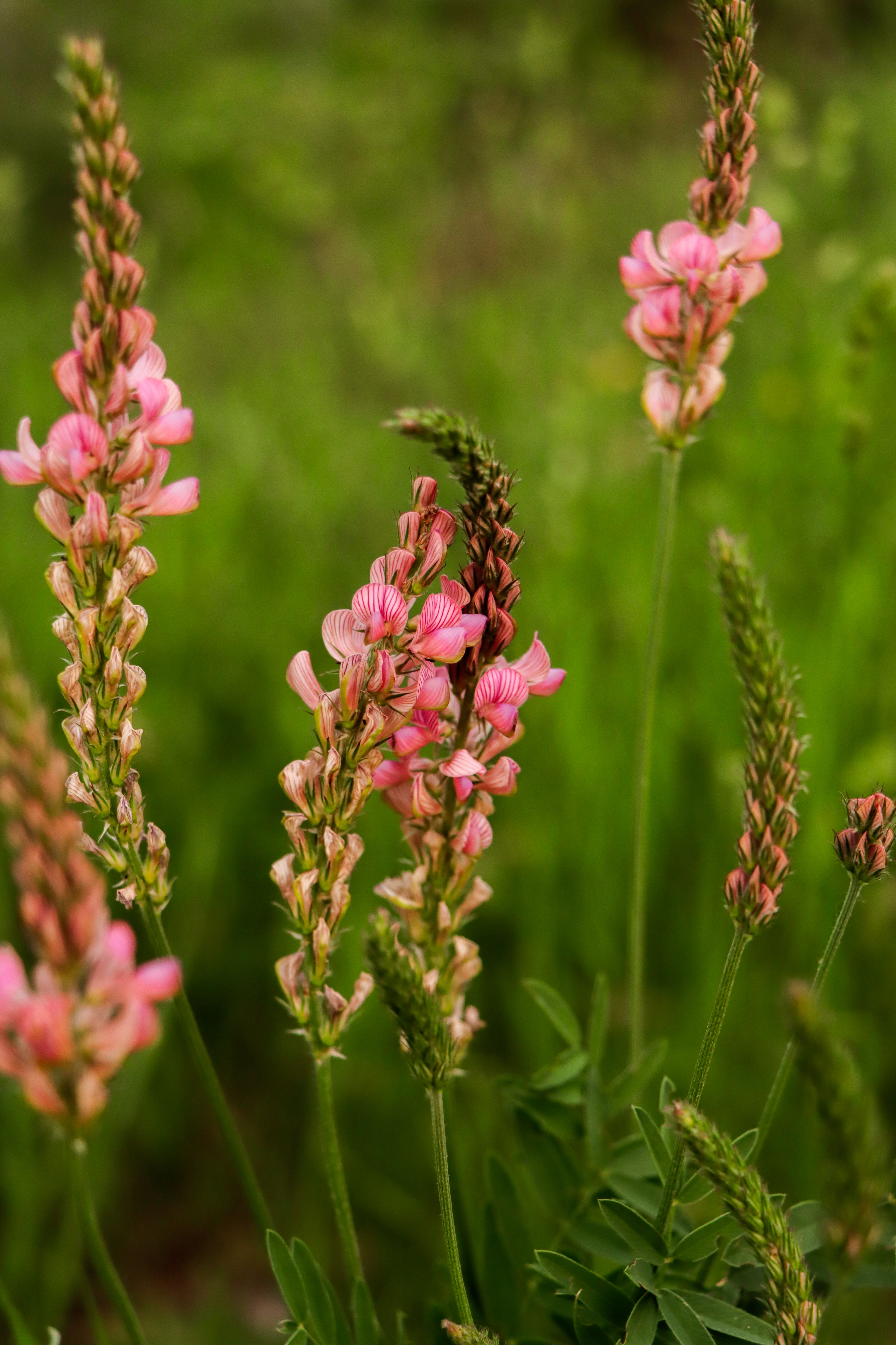 Vivid Pink Sainfoin Flowers in Bloom Outdoors · Free Stock Photo