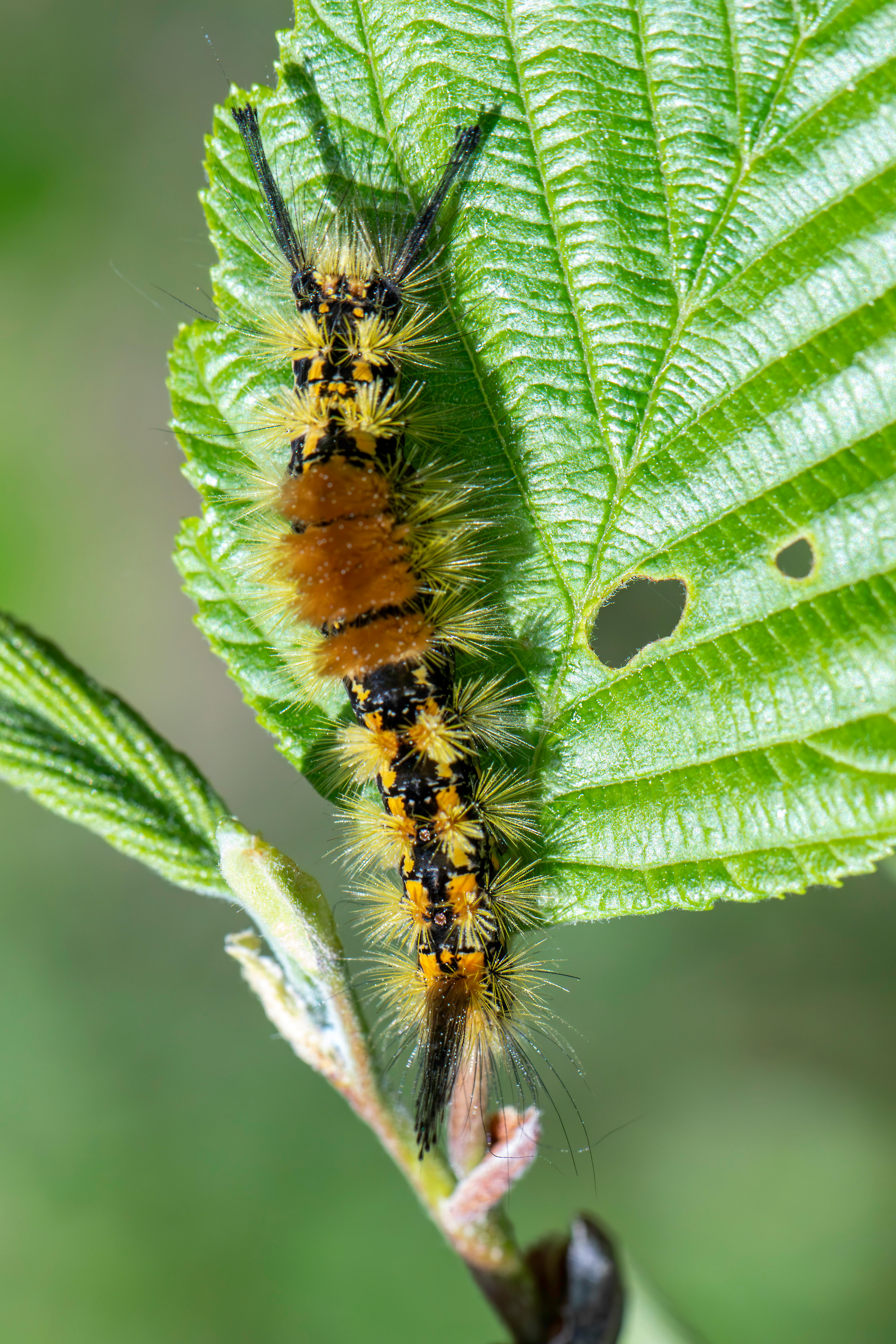 Macro Photo of Rusty Tussock Moth Caterpillar on Leaf · Free Stock Photo