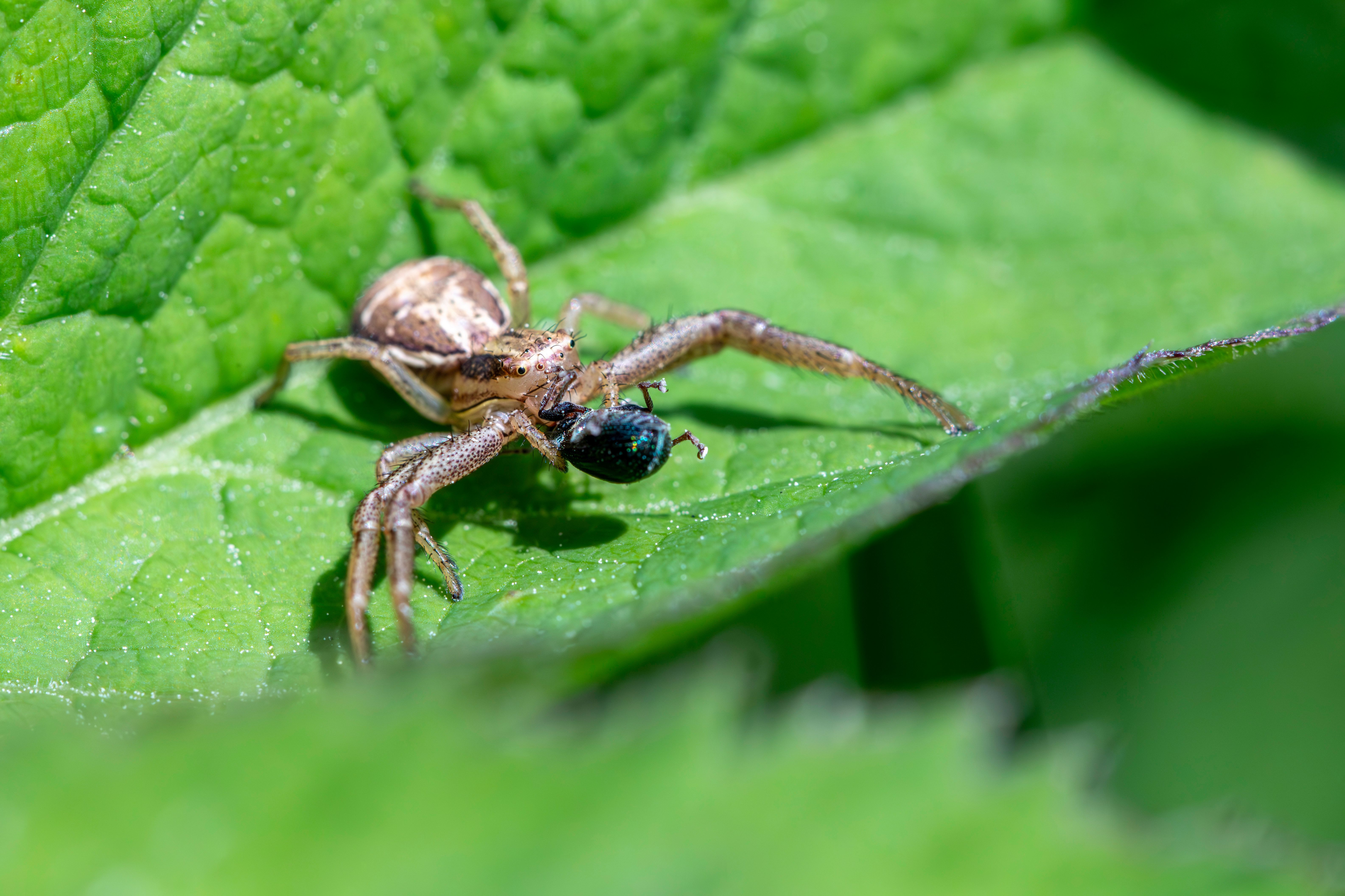 Close-Up of Common Crab Spider Hunting on Leaf · Free Stock Photo