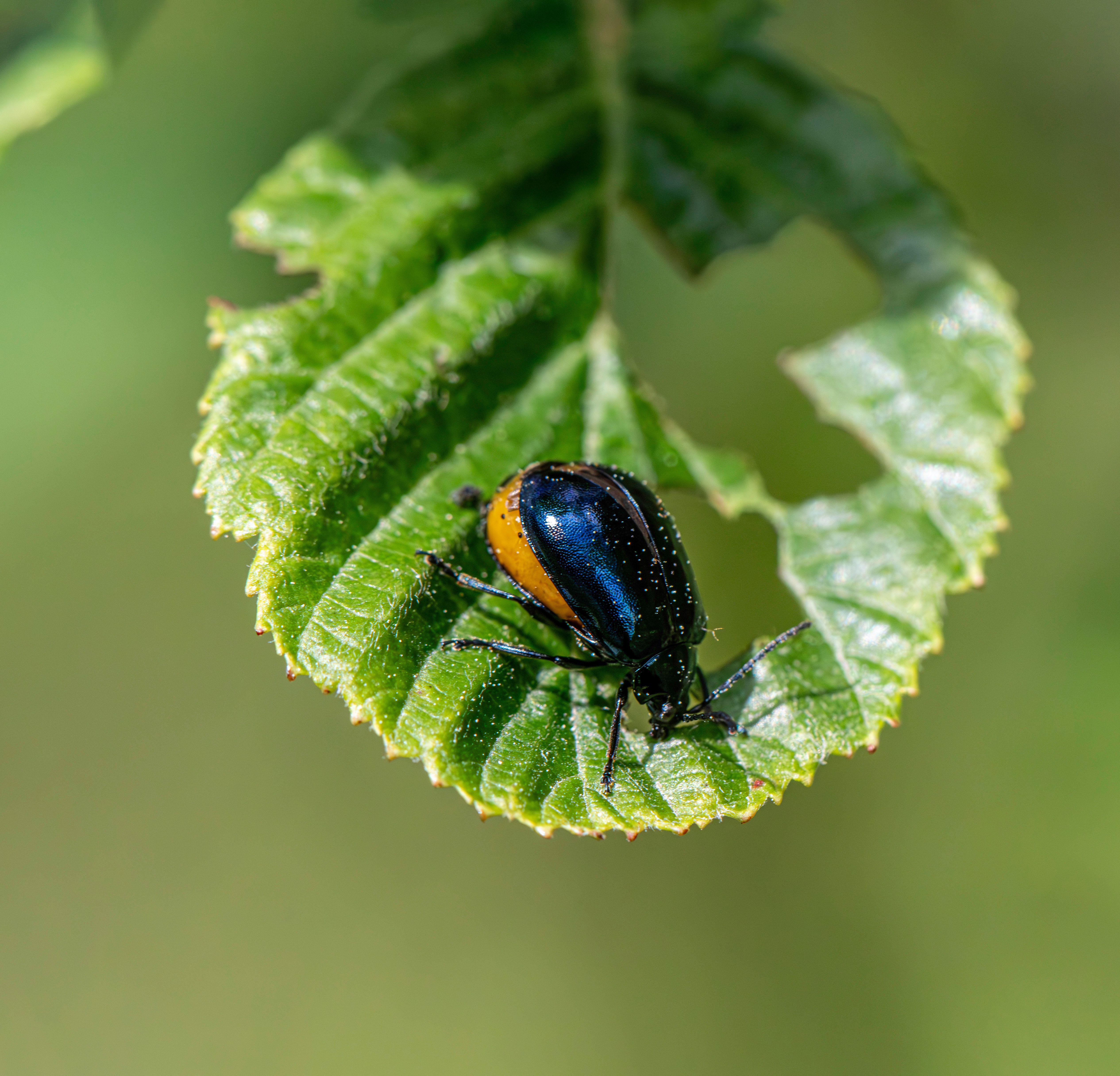 Agricultural Pests Photos, Download The BEST Free Agricultural Pests ...