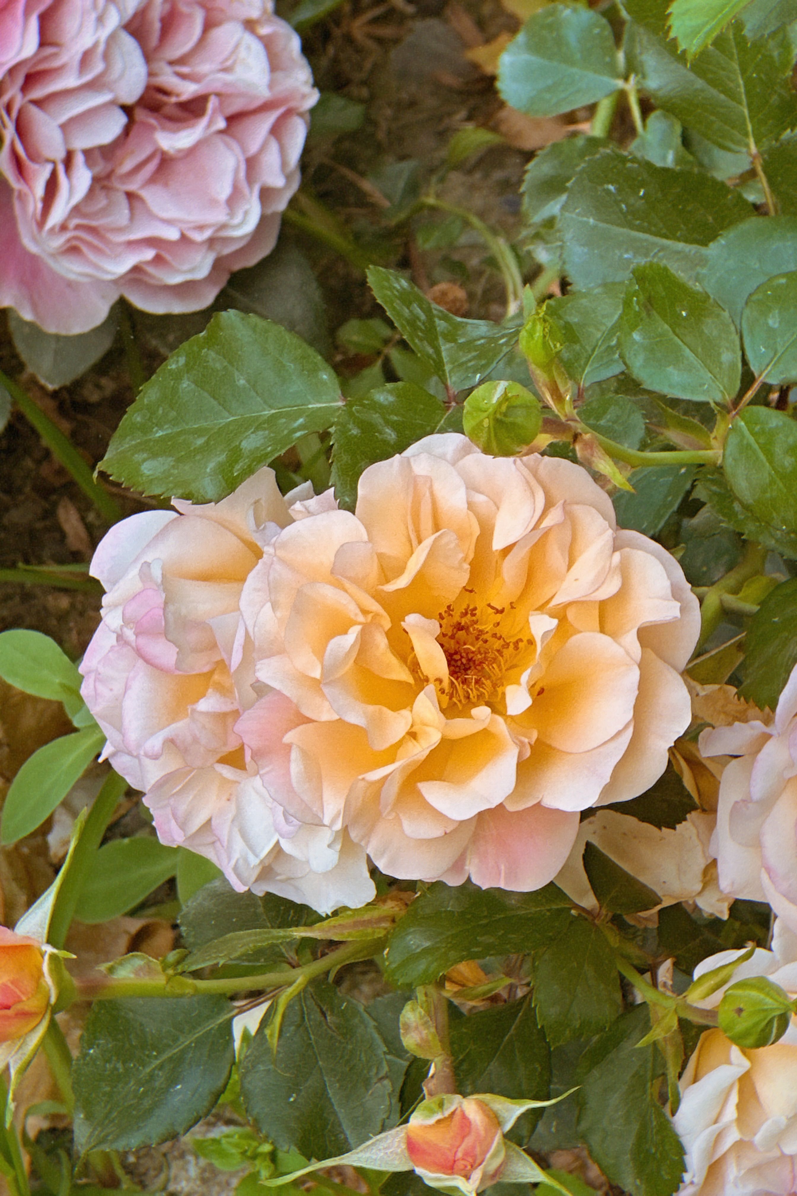 Close-Up of Blooming Peach Roses in Garden · Free Stock Photo