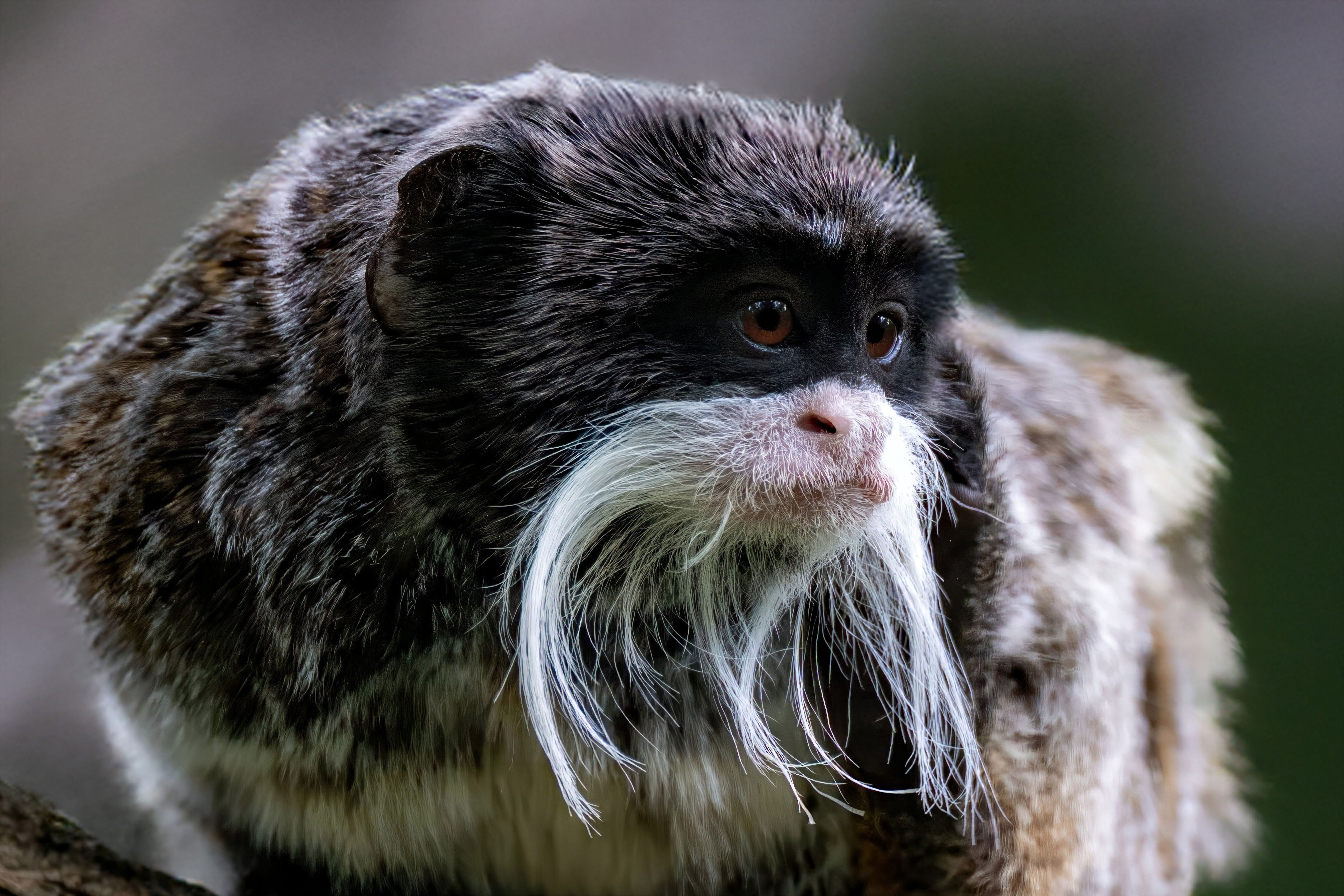 Foto de stock gratuita sobre amazonas, animal, animal exotico, arbóreo ...