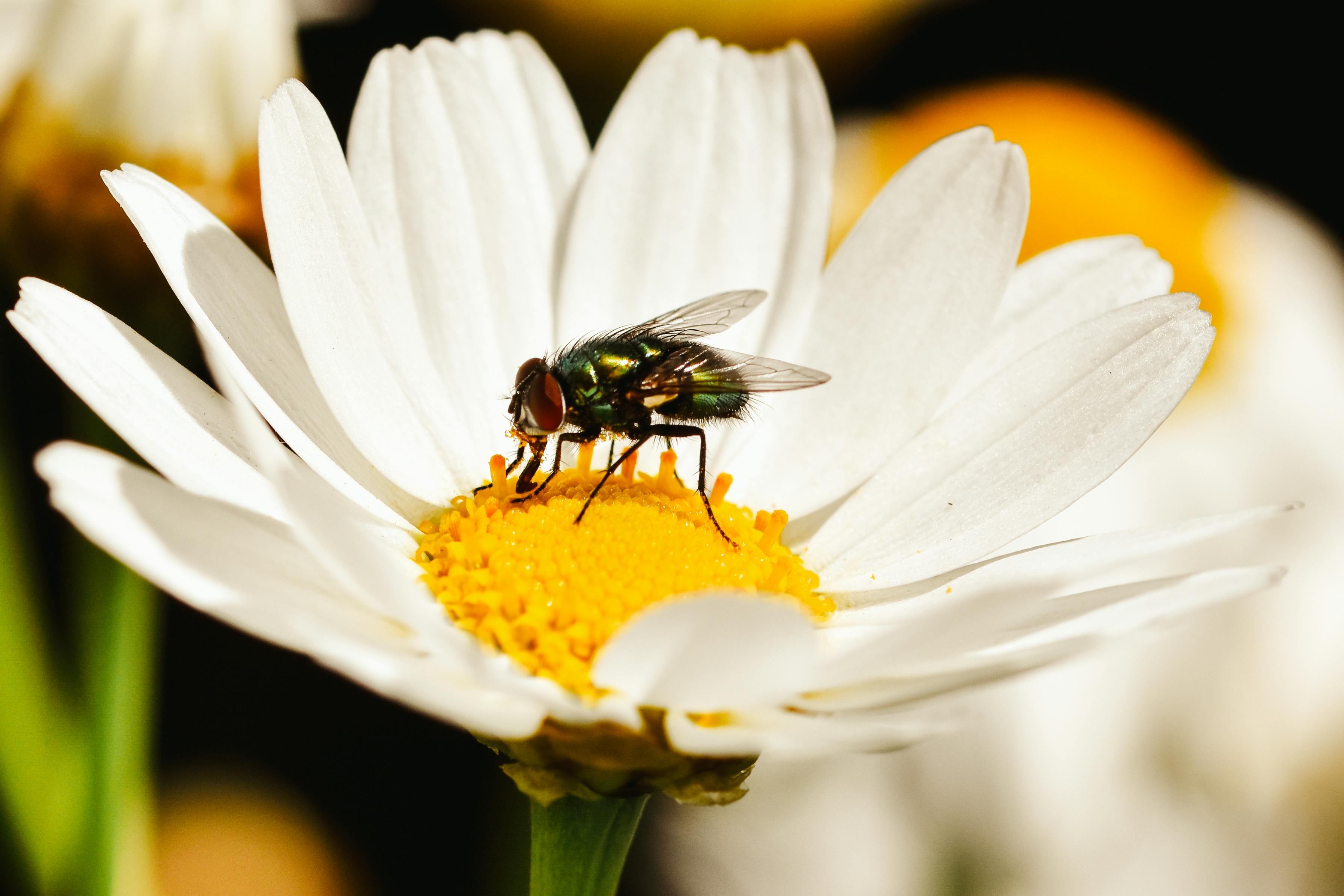 Pollinator Photos, Download The BEST Free Pollinator Stock Photos & HD ...