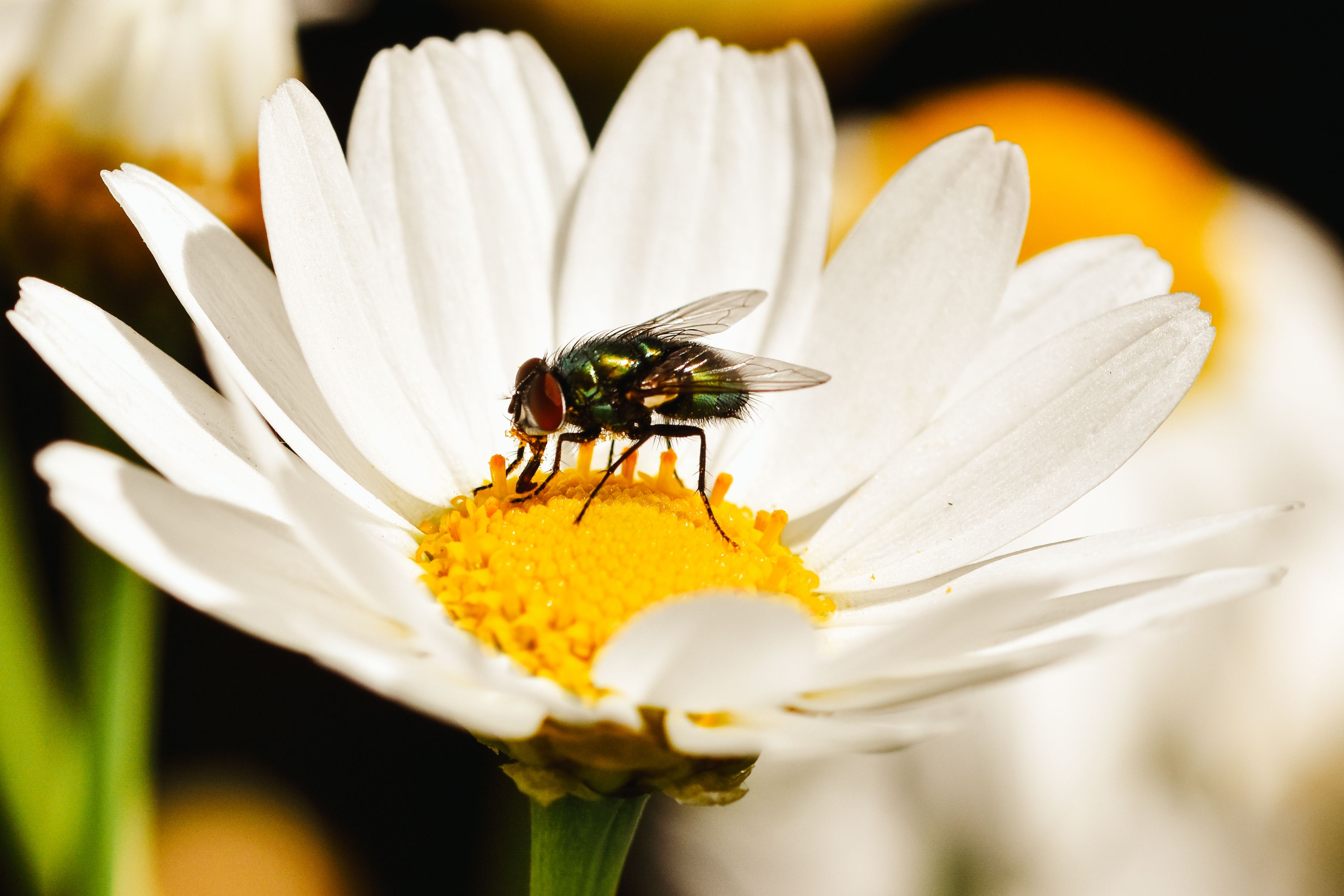 Close-up of Fly on White Daisy Flower · Free Stock Photo