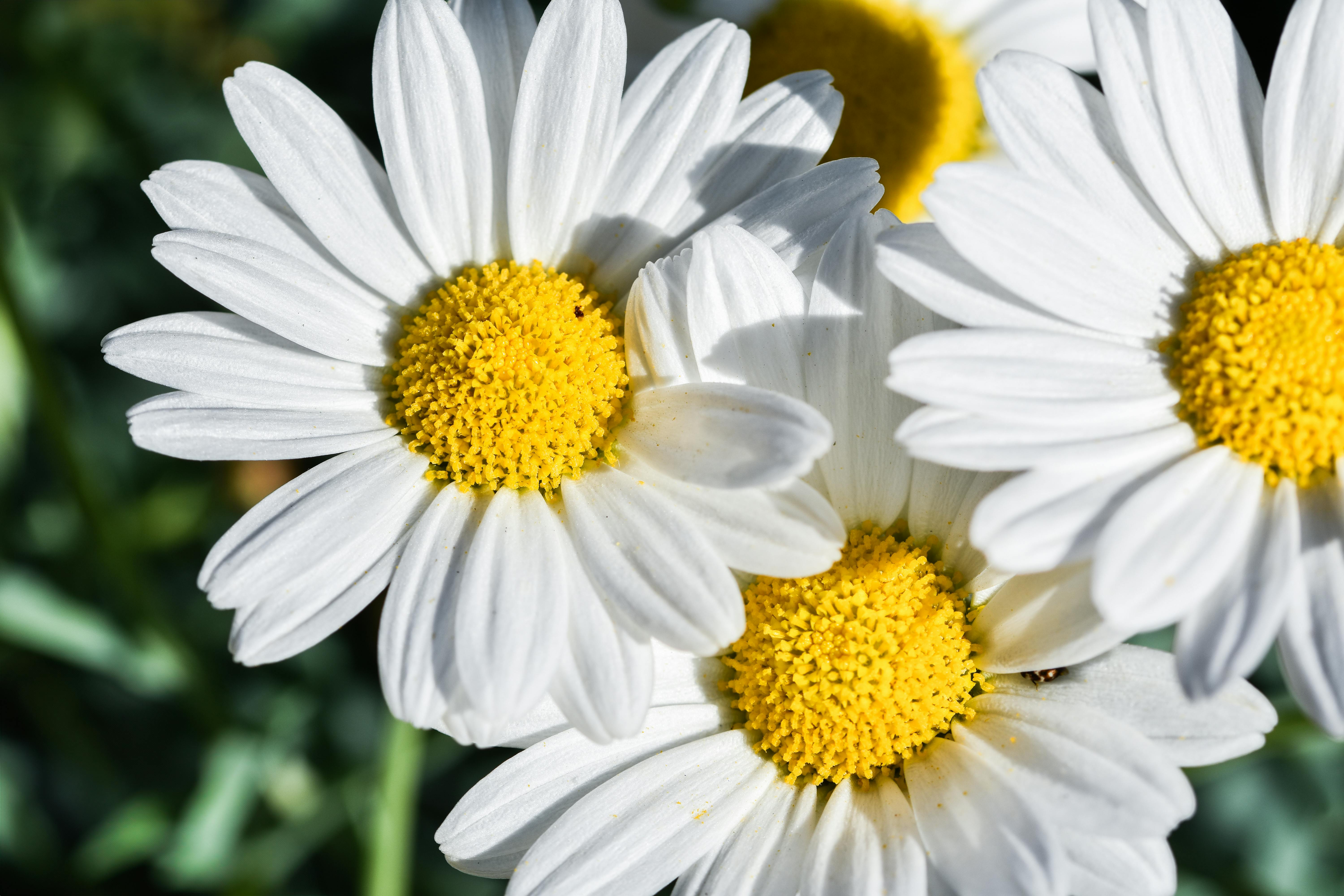 Flower Without Background Photos, Download The BEST Free Flower Without ...