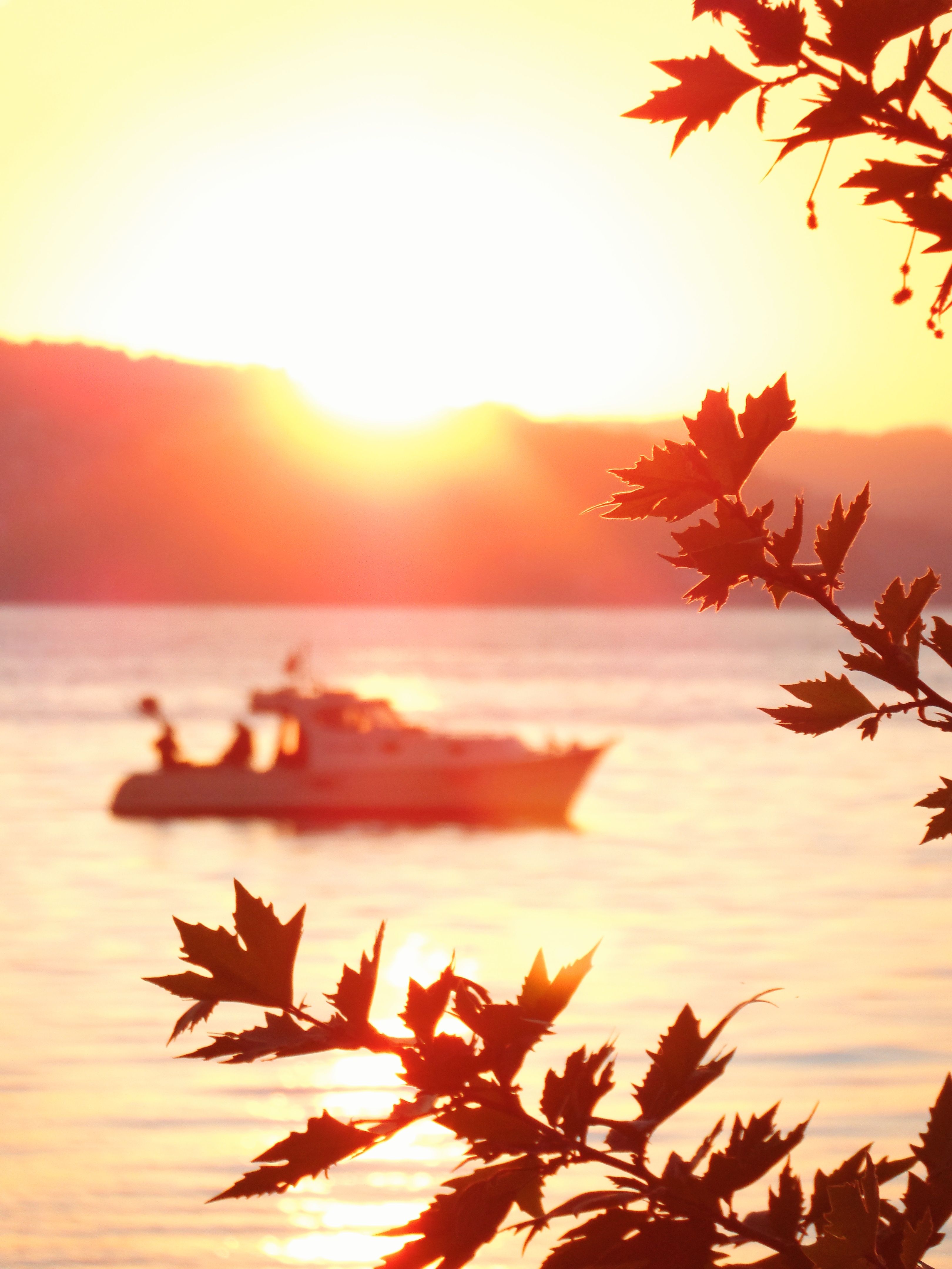 Chinar Leaves at Sunset by Srinagar Lake · Free Stock Photo