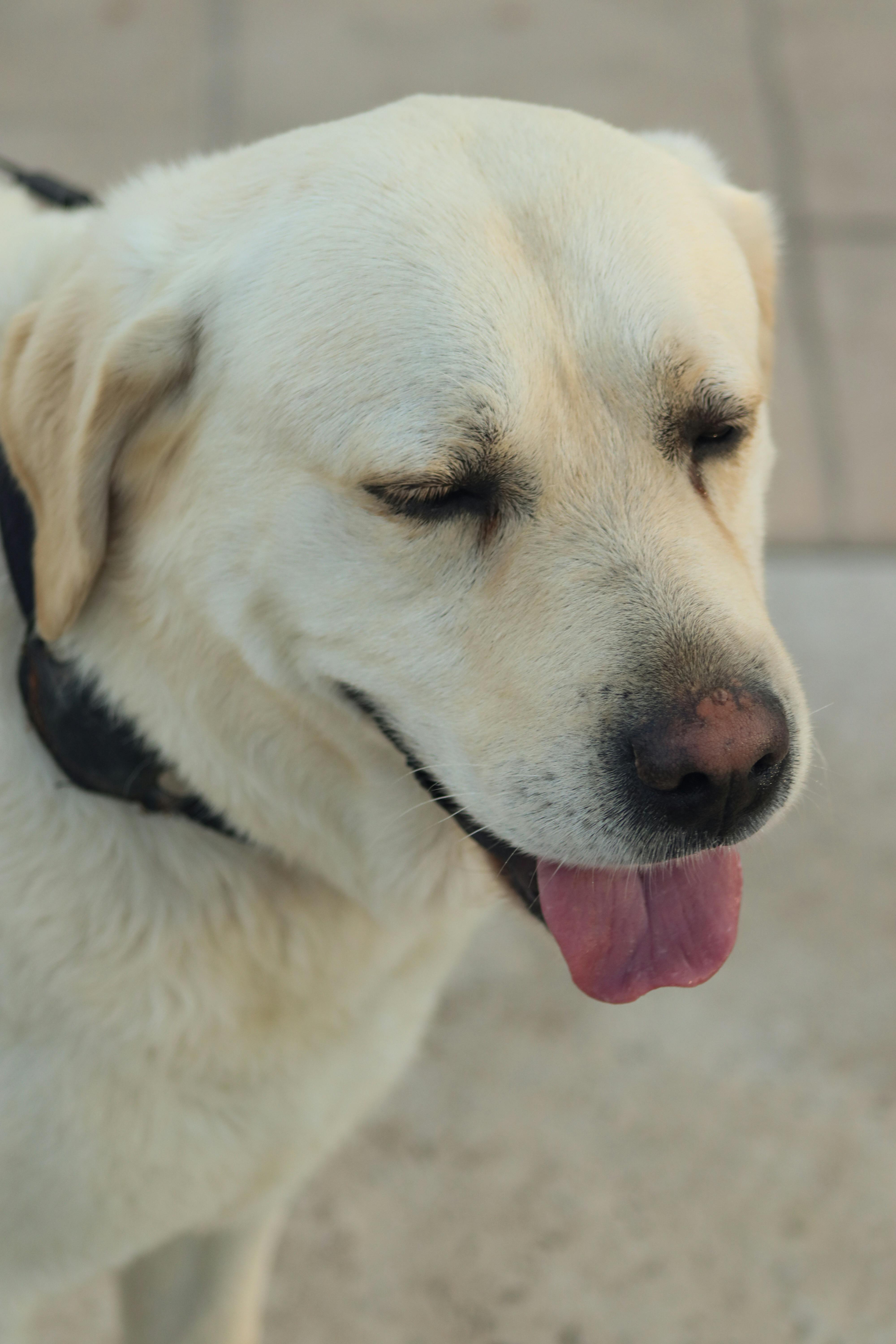 Labrador Dog Photos, Download The BEST Free Labrador Dog Stock Photos ...