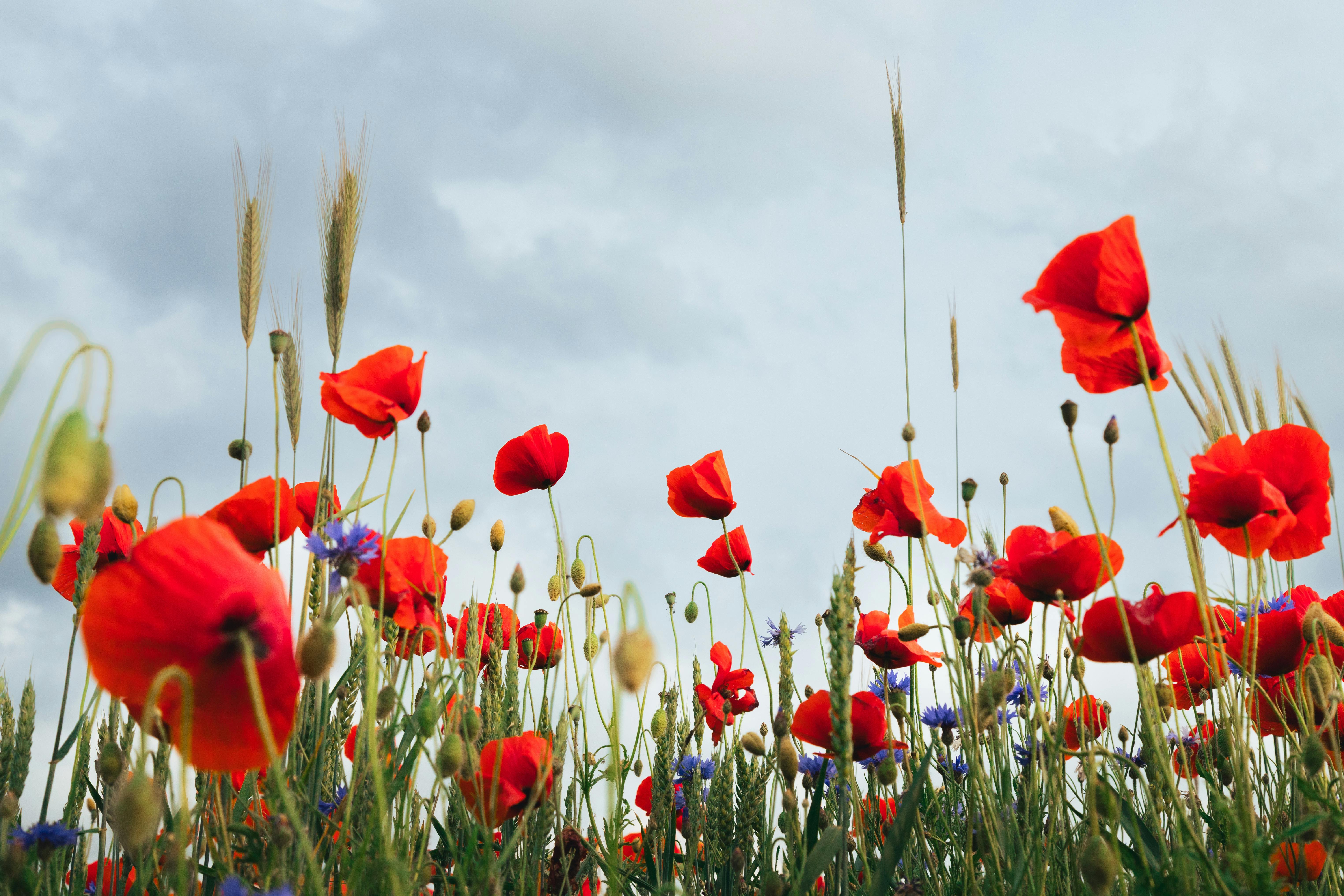 Poppy Wallpaper Photos, Download The BEST Free Poppy Wallpaper Stock ...
