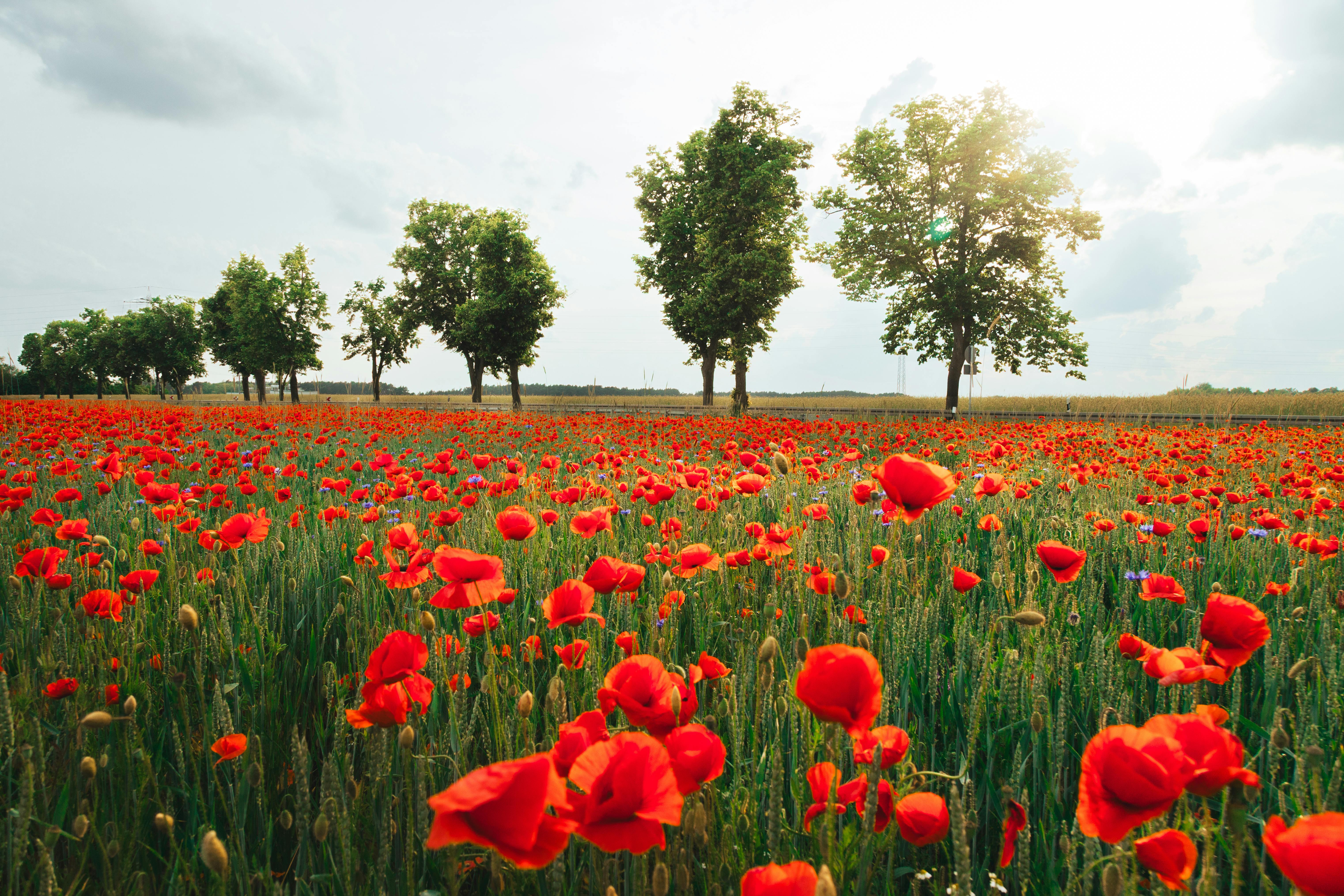 Background Sadi Photos, Download The BEST Free Background Sadi Stock ...