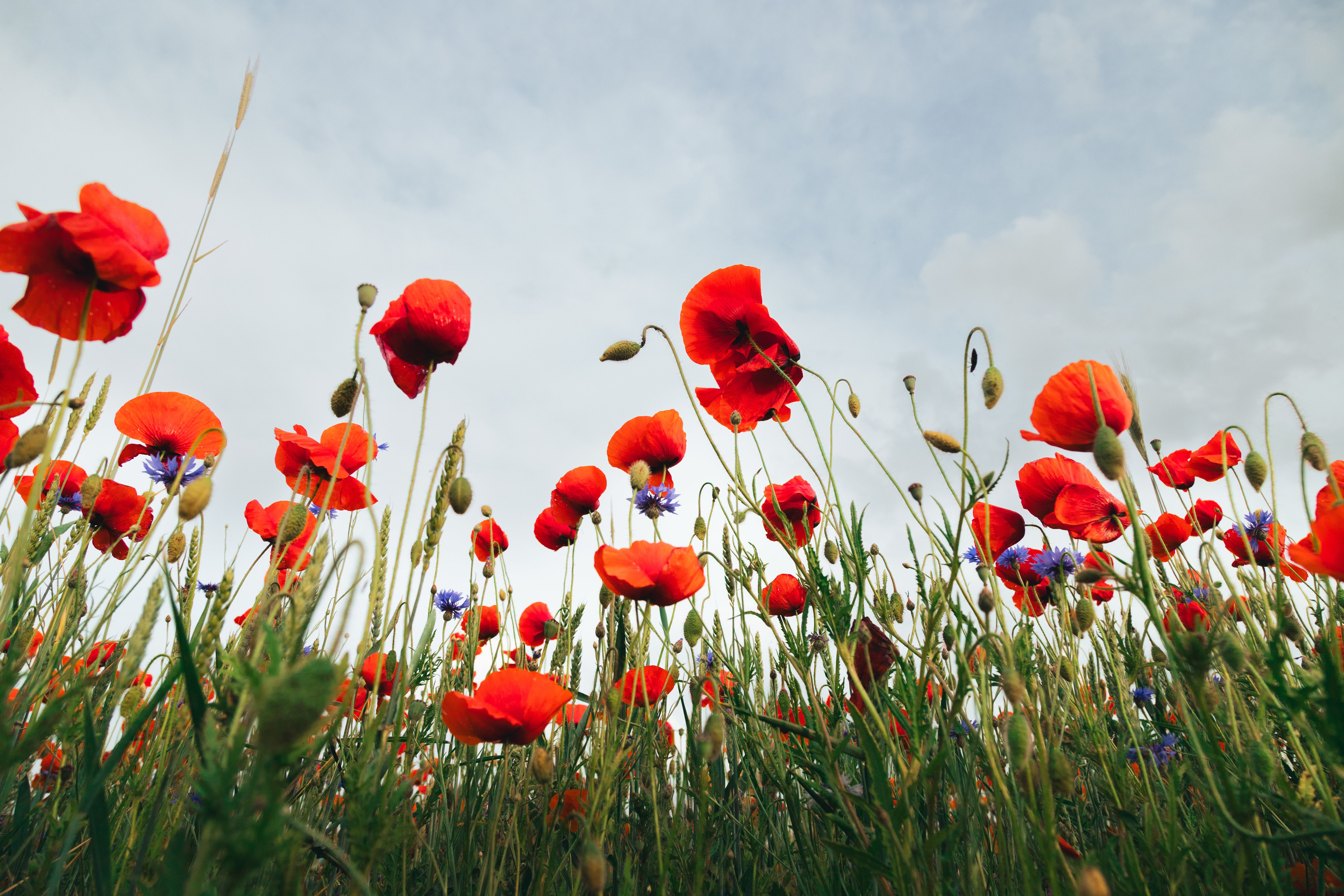 Vibrant Red Poppies in Summer Field Landscape · Free Stock Photo