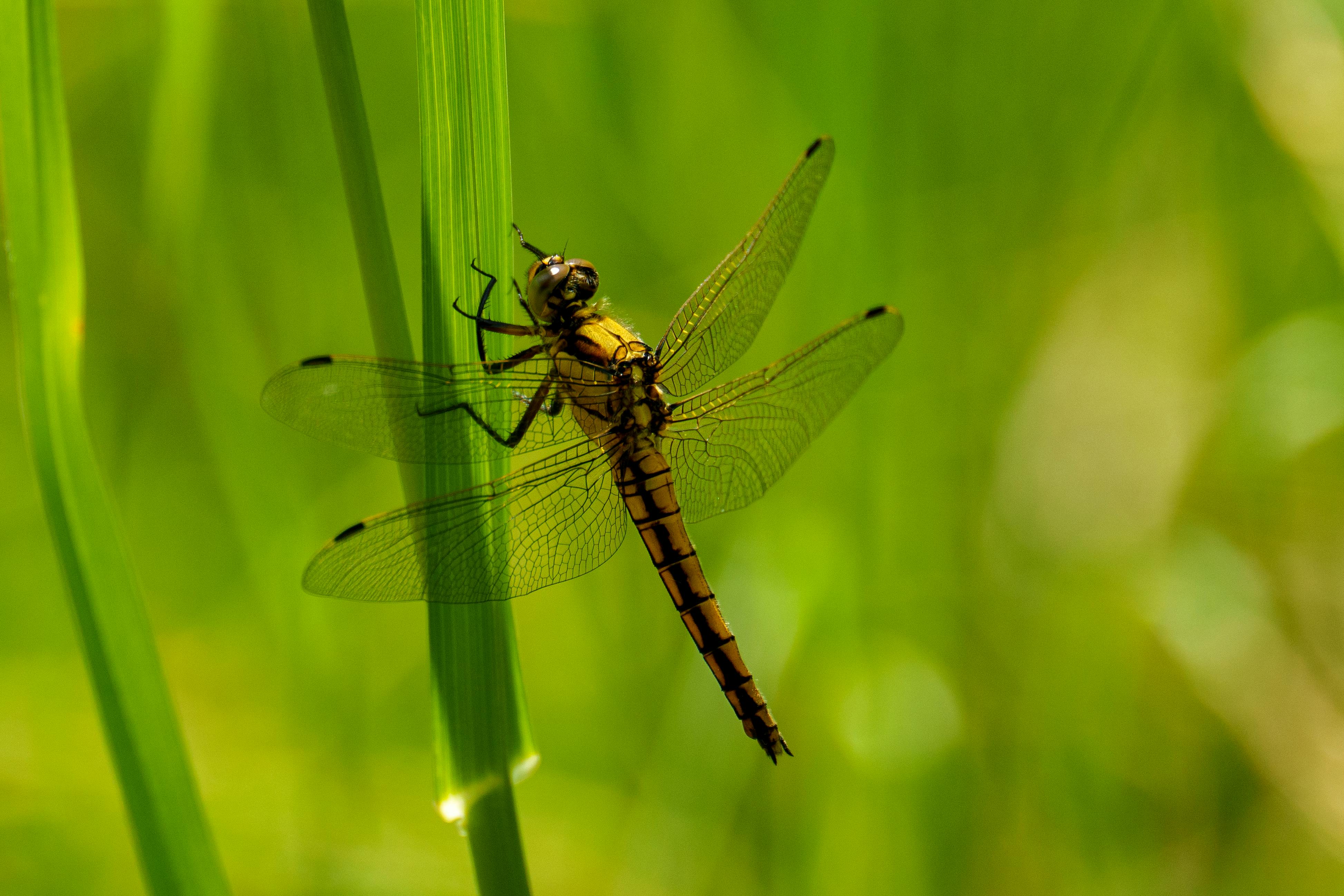 Lightning Bug Photos, Download The BEST Free Lightning Bug Stock Photos ...